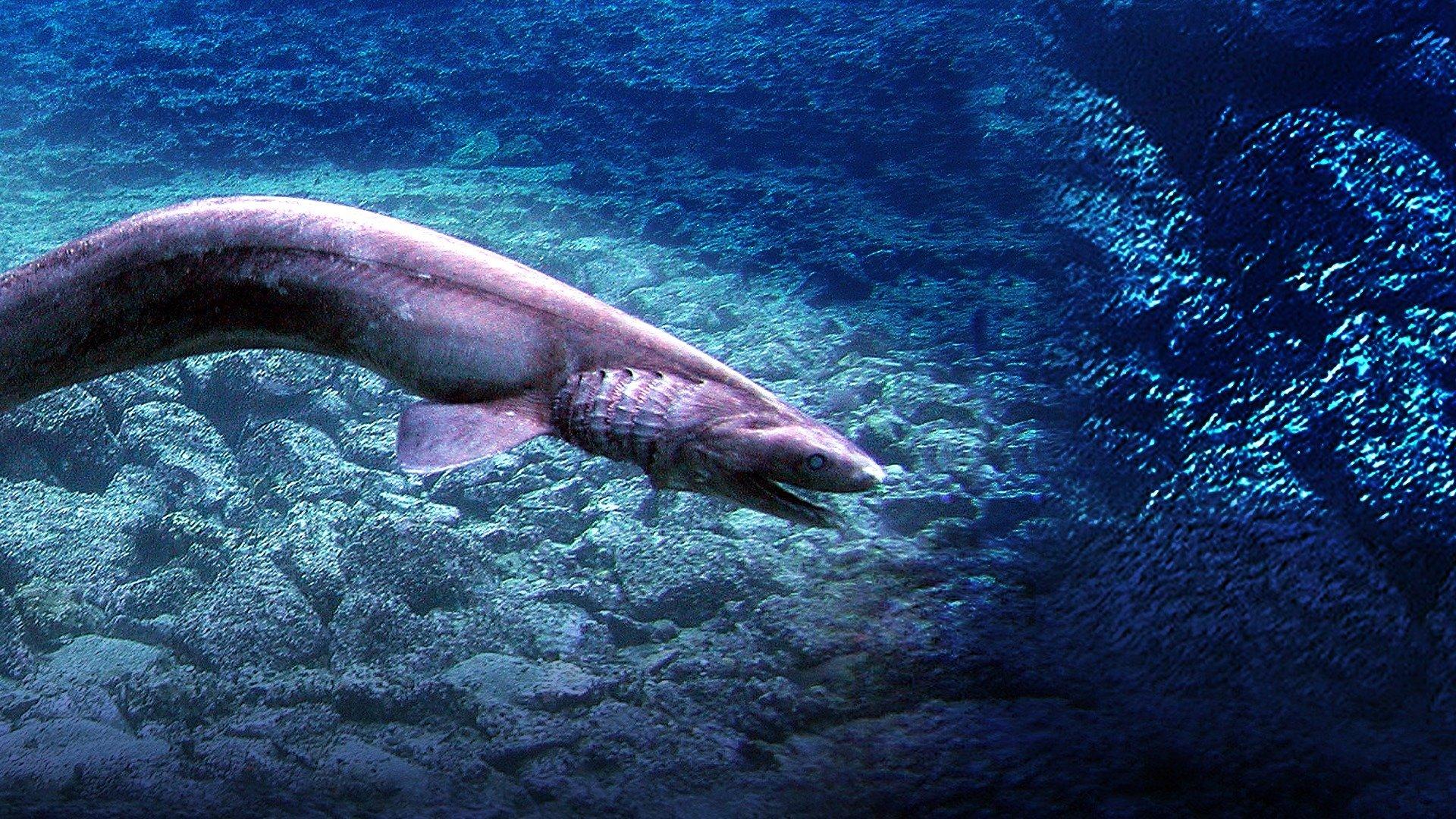 Alien Sharks on Philo