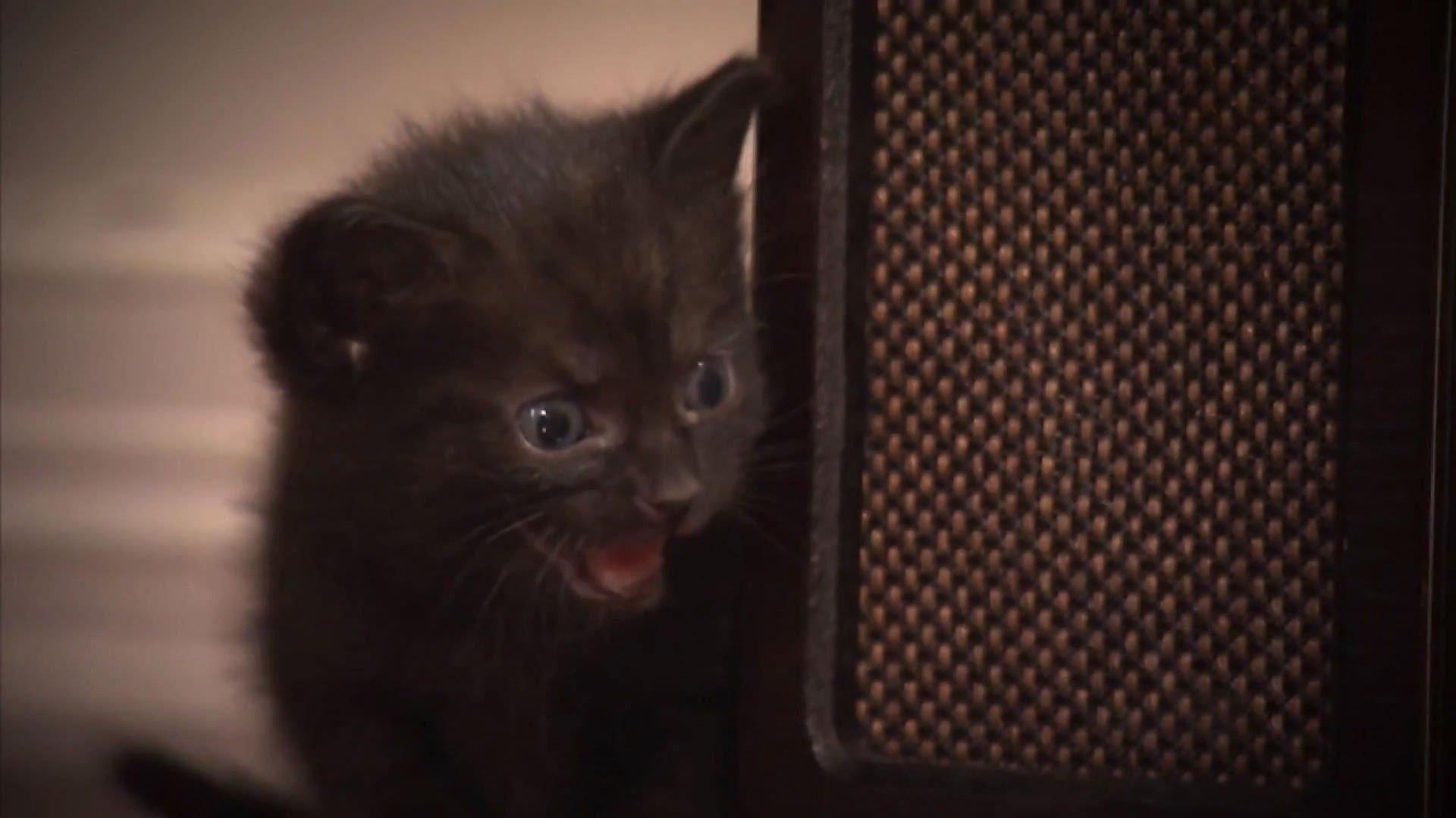 Too Cute!: Top 20 Kittens