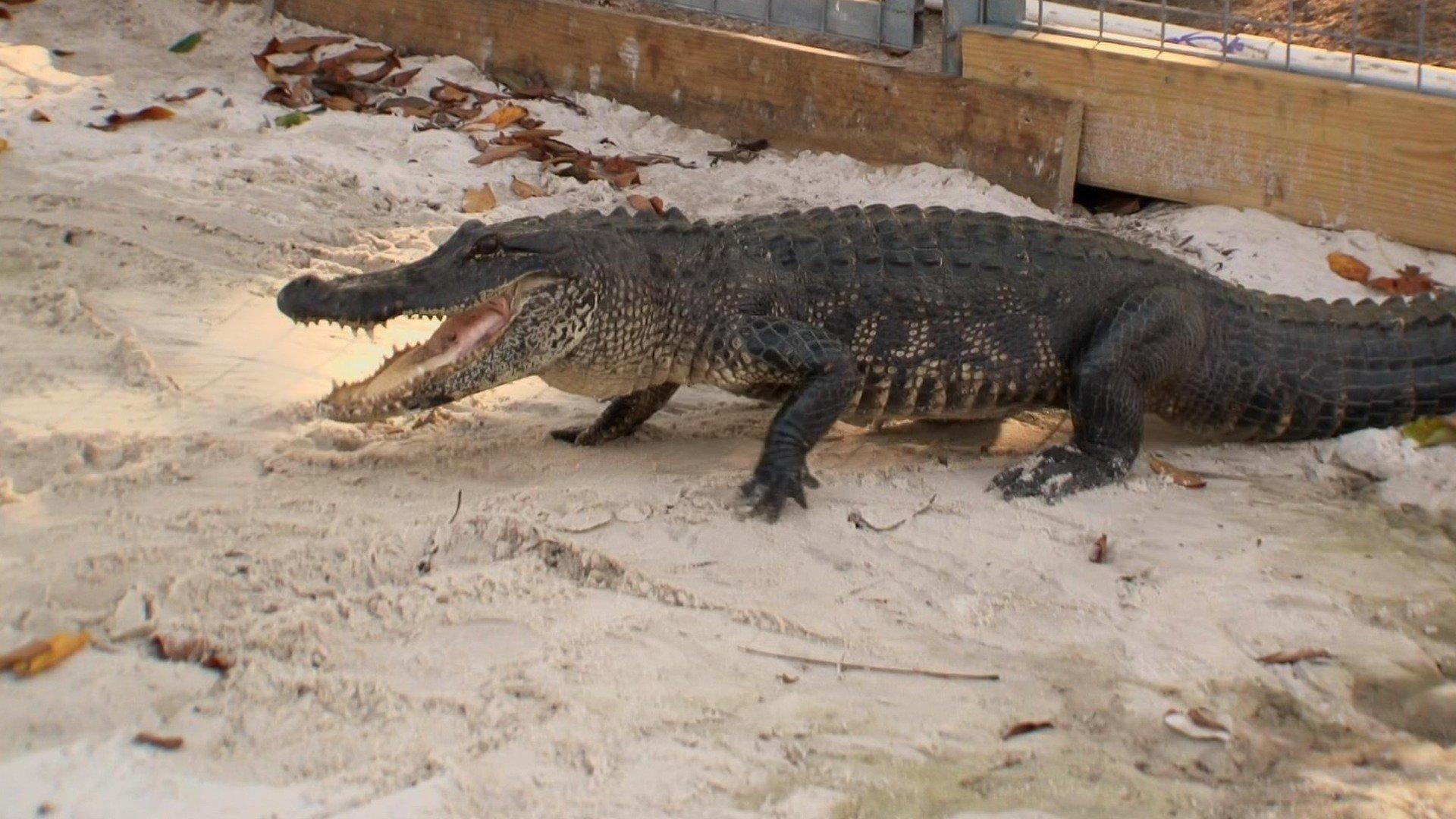 Gator Boys: Lone Star Gators