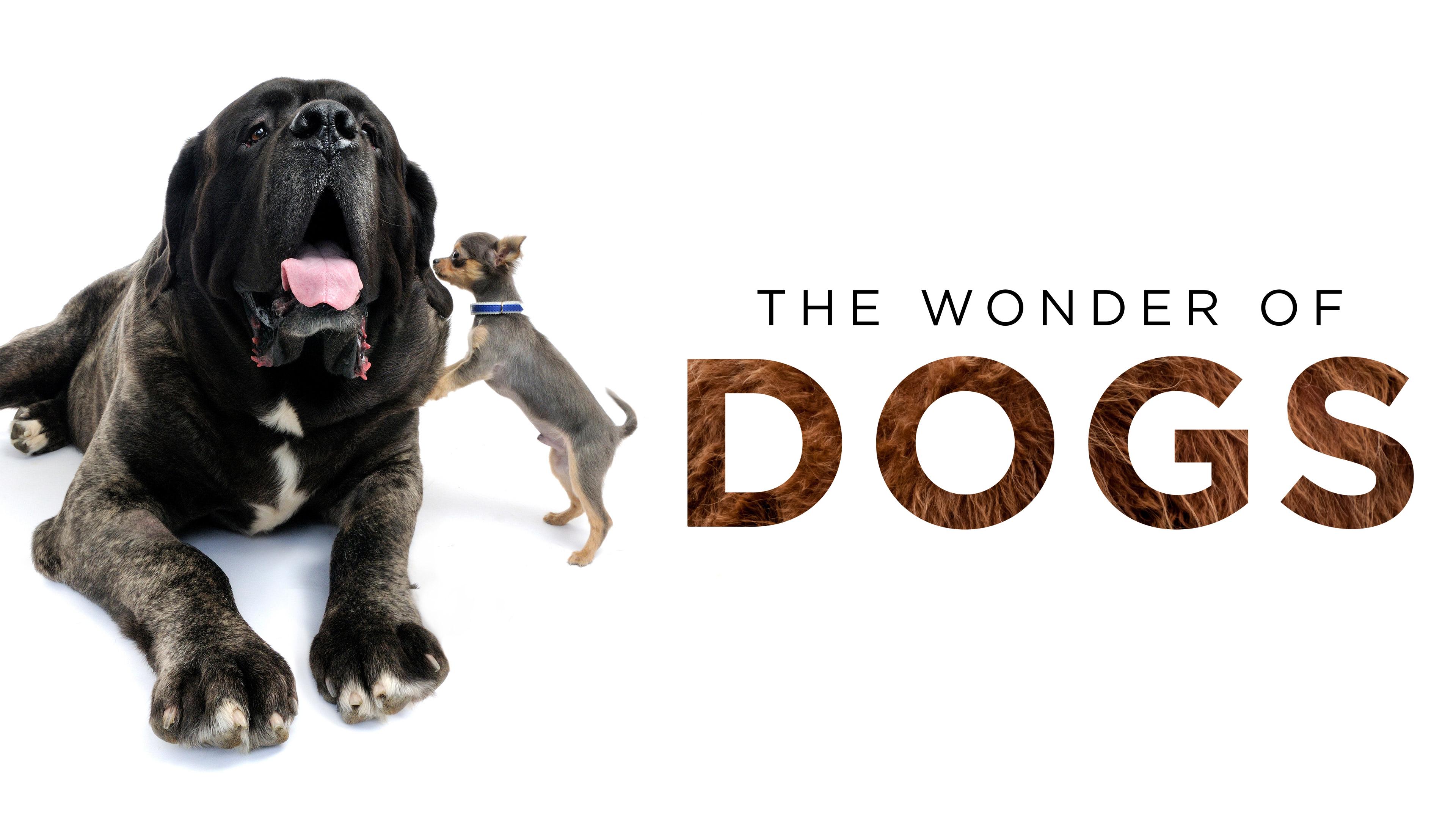 Watch The Wonder of Dogs Streaming Online on Philo (Free Trial)