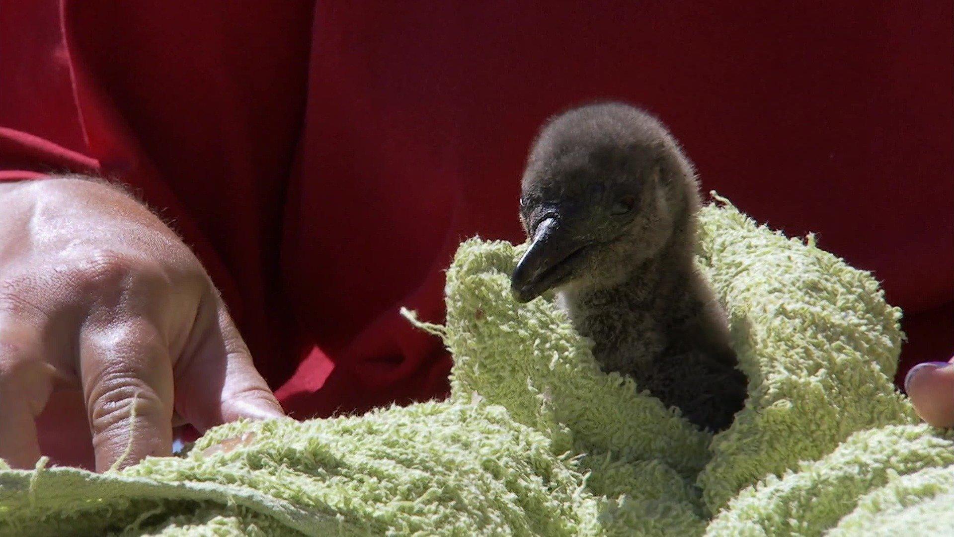 Watch The Great Penguin Rescue Streaming Online on Philo (Free Trial)