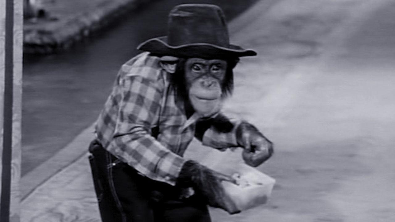 The Beverly Hillbillies: The Giant Jackrabbit