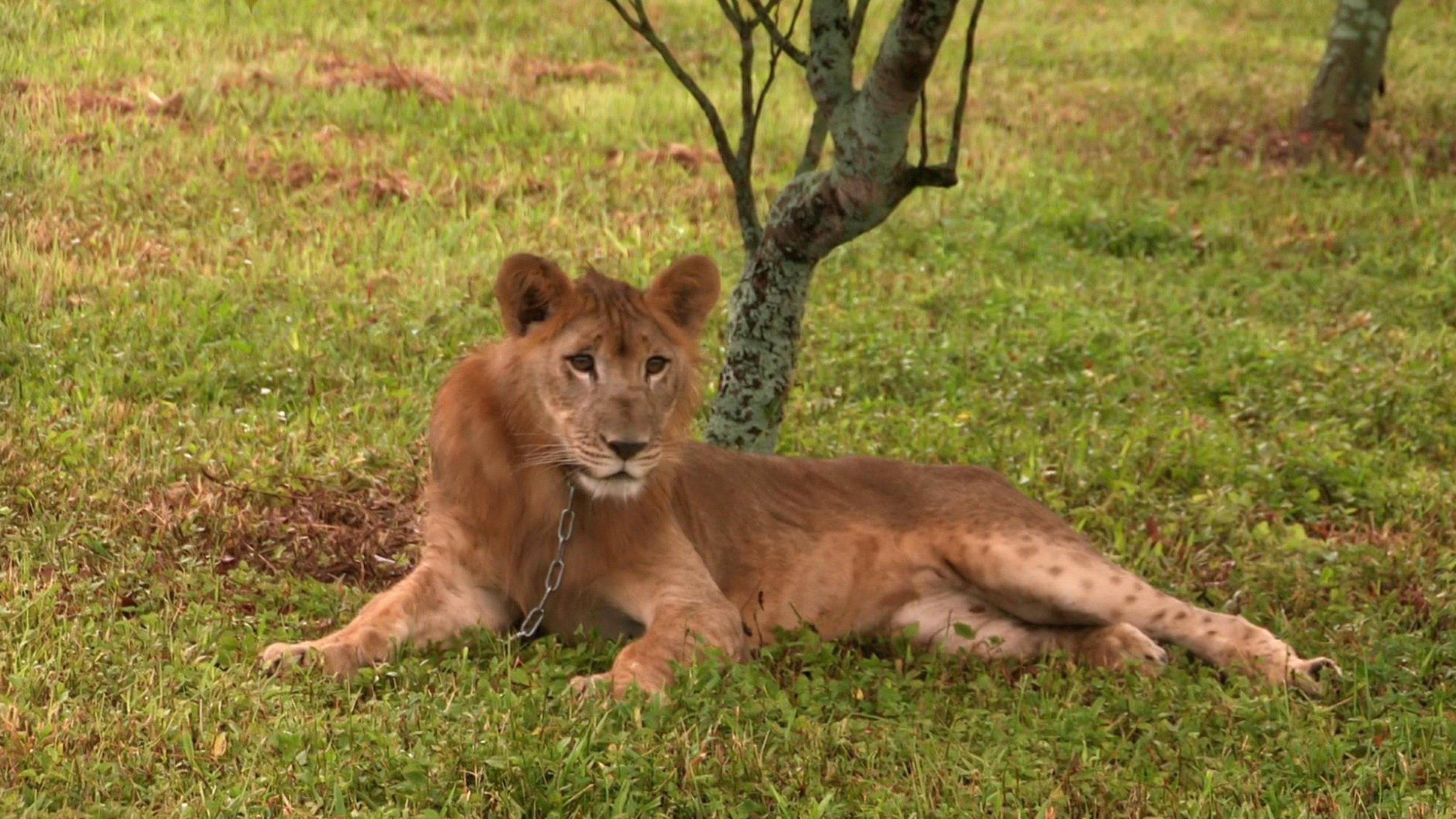 Gator Boys: Cat Scratch Fever