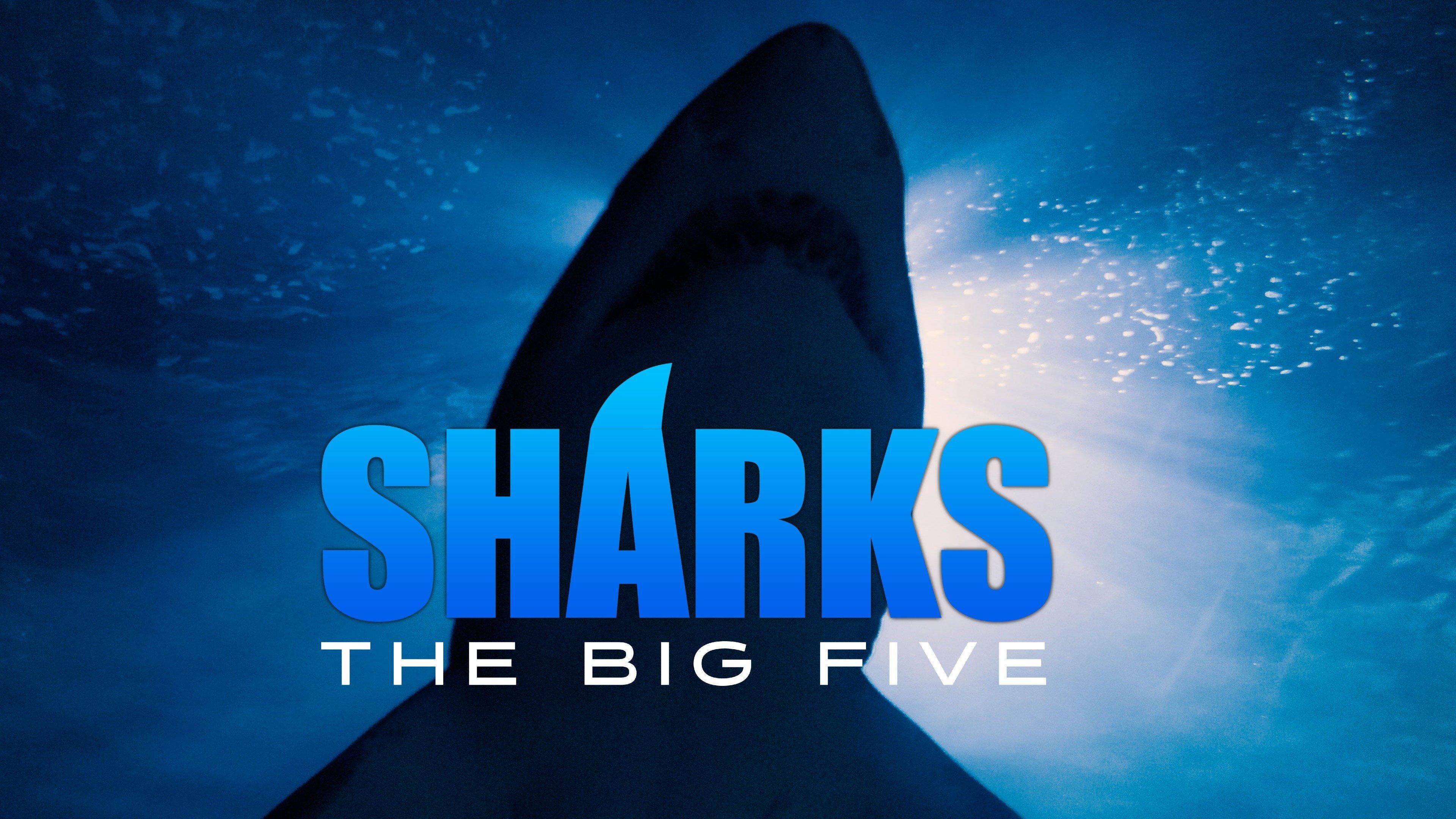 Watch Sharks: The Big Five Streaming Online on Philo (Free Trial)