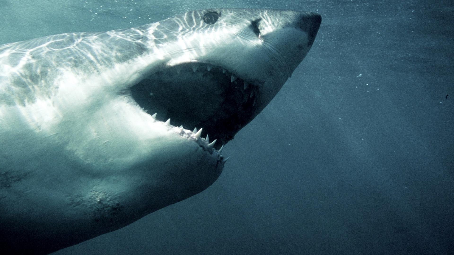 Sharks: The Big Five: Locked in with Arsenal's Rob Holding and Carmelo ...