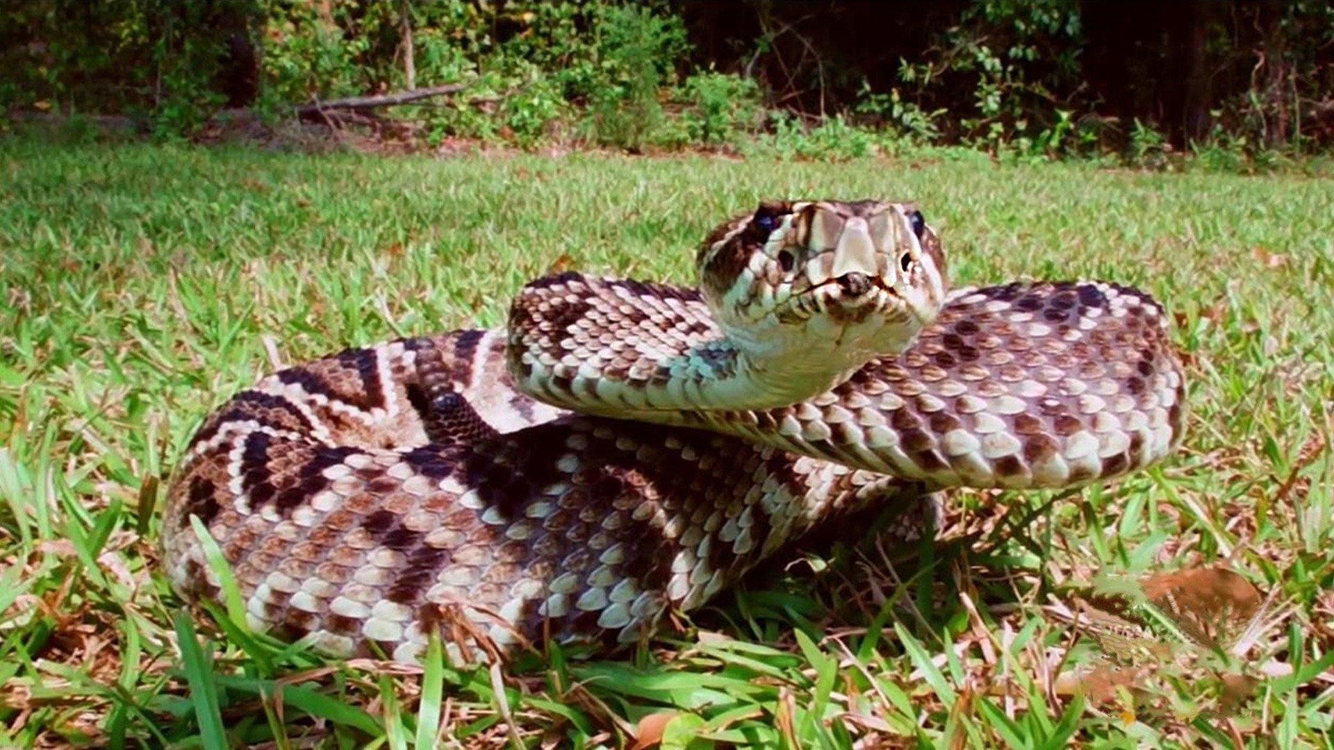 Bizarre Foods America: Dallas: Red Meat & Rattlesnakes