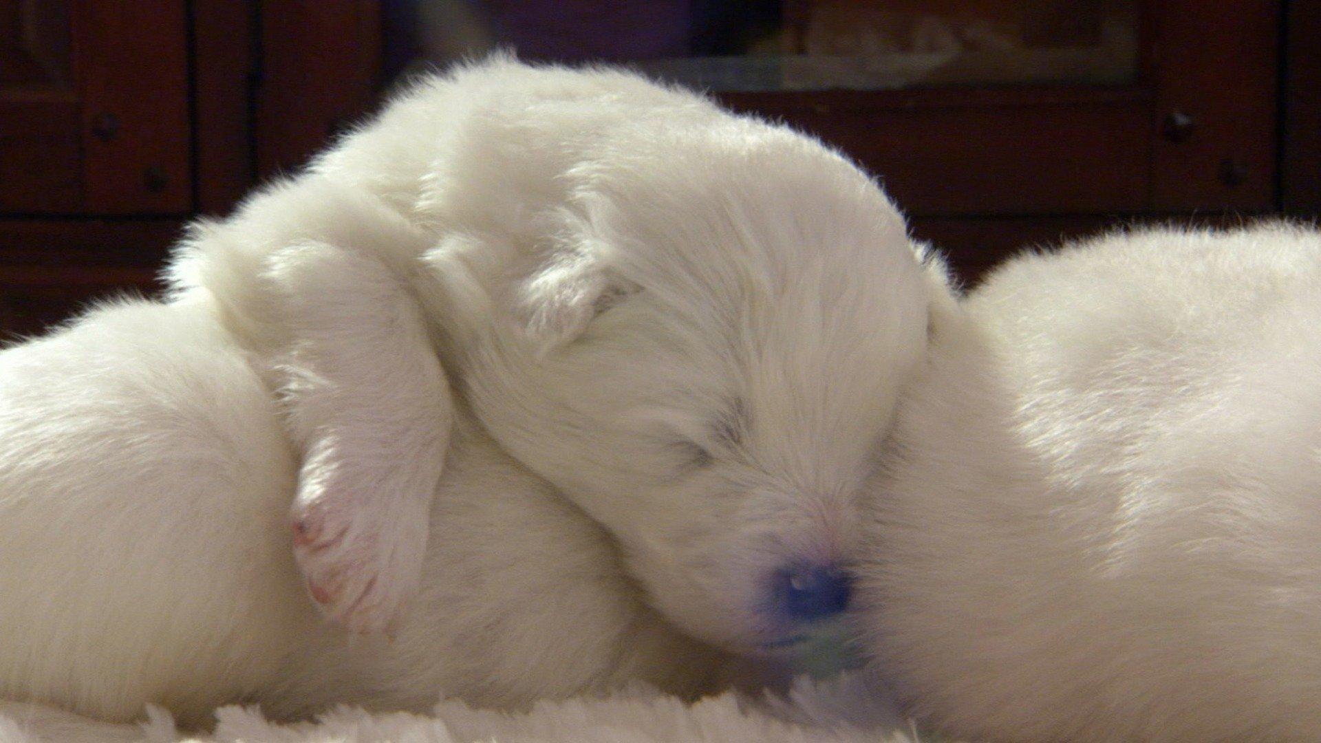 Too Cute!: Muddy Puppies: Pint Sized