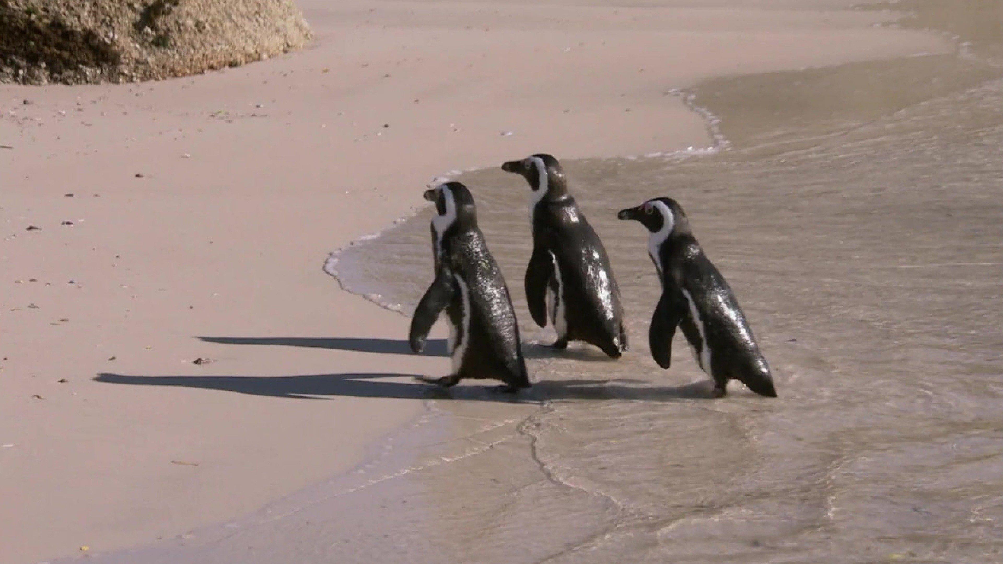 Watch The Great Penguin Rescue Streaming Online on Philo (Free Trial)