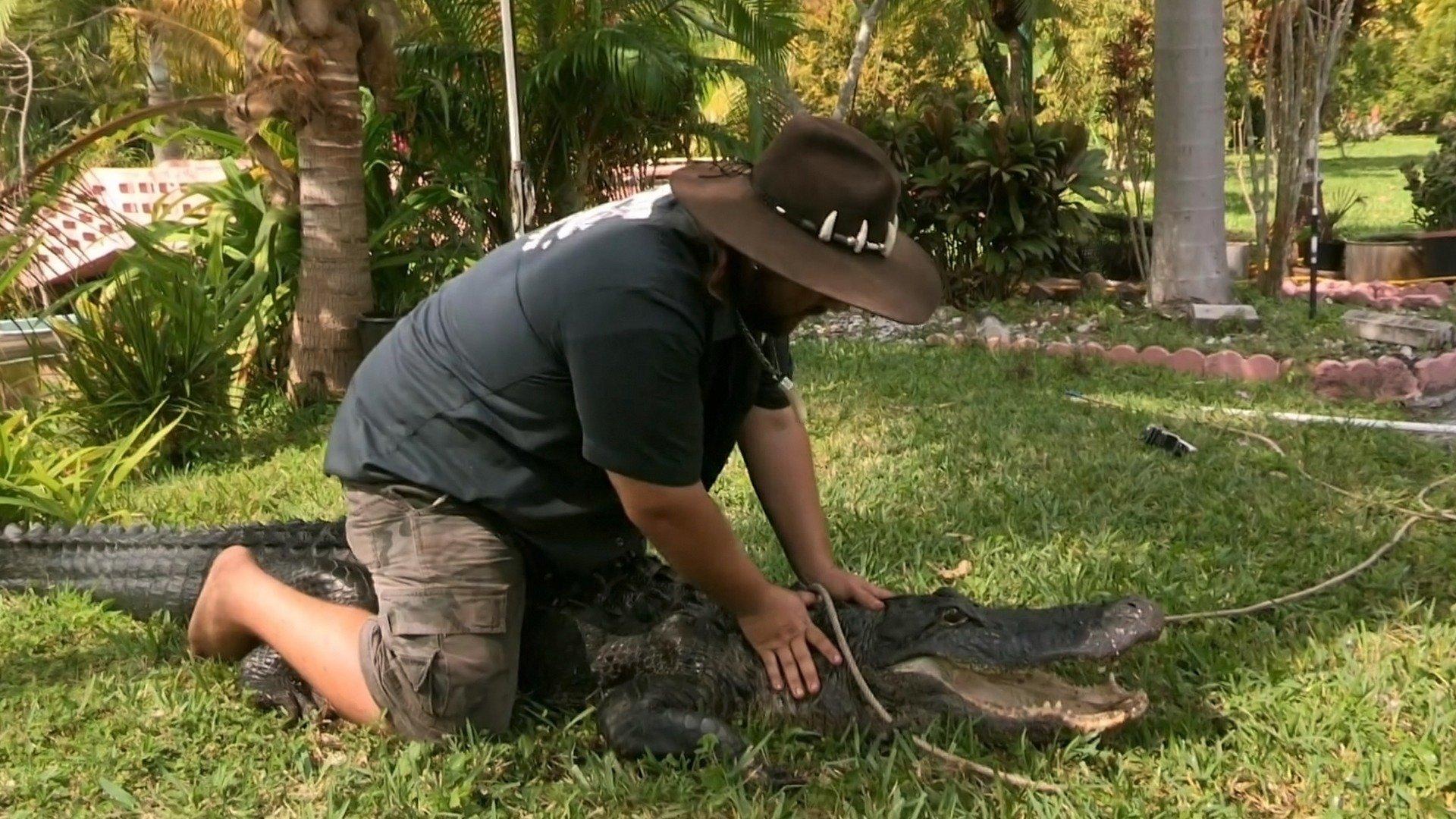 Gator Boys: Thrash and Snap