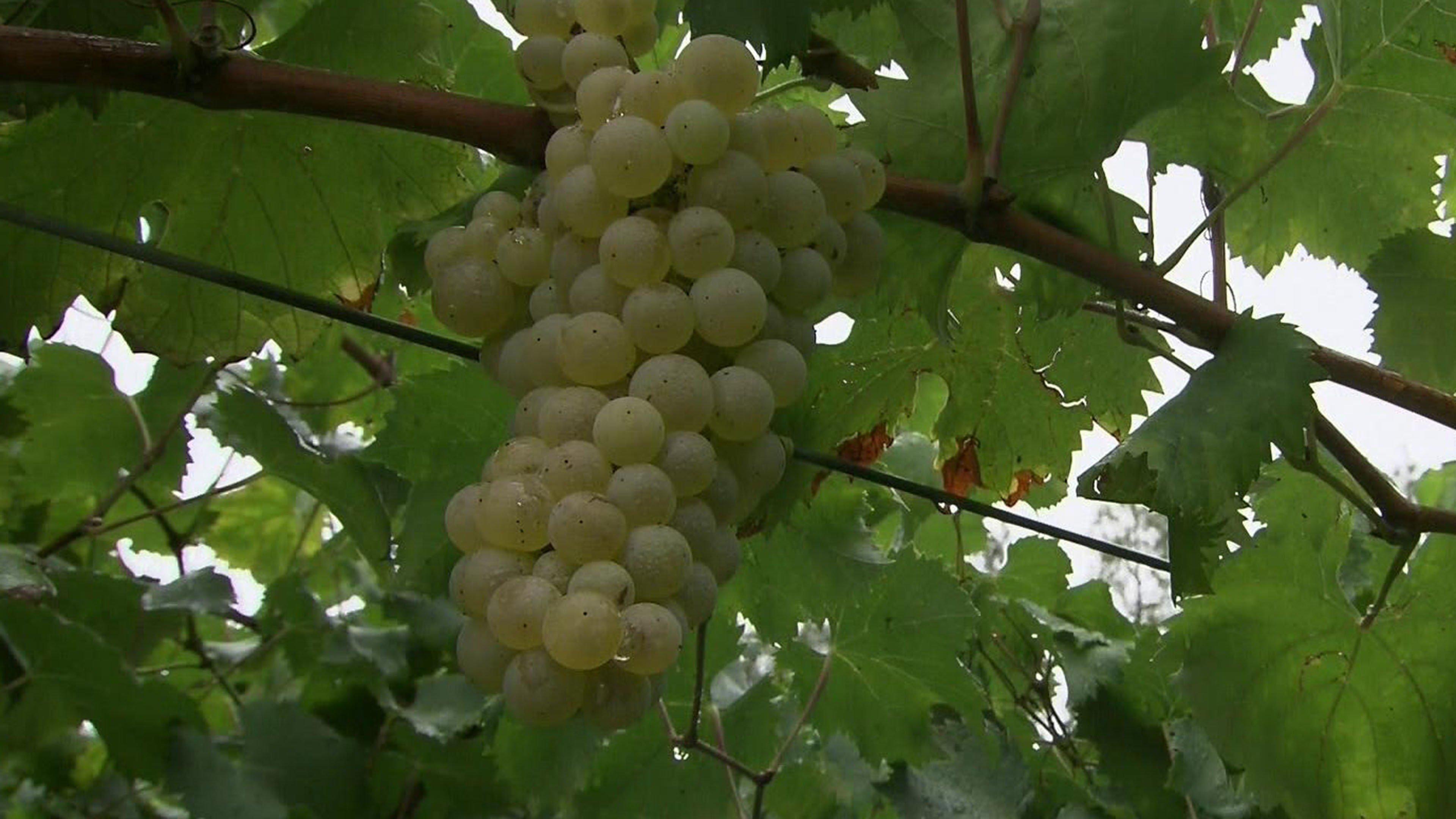 How Do They Do It?: Balsamic Vinegar; Drysuits; Stunte Plane