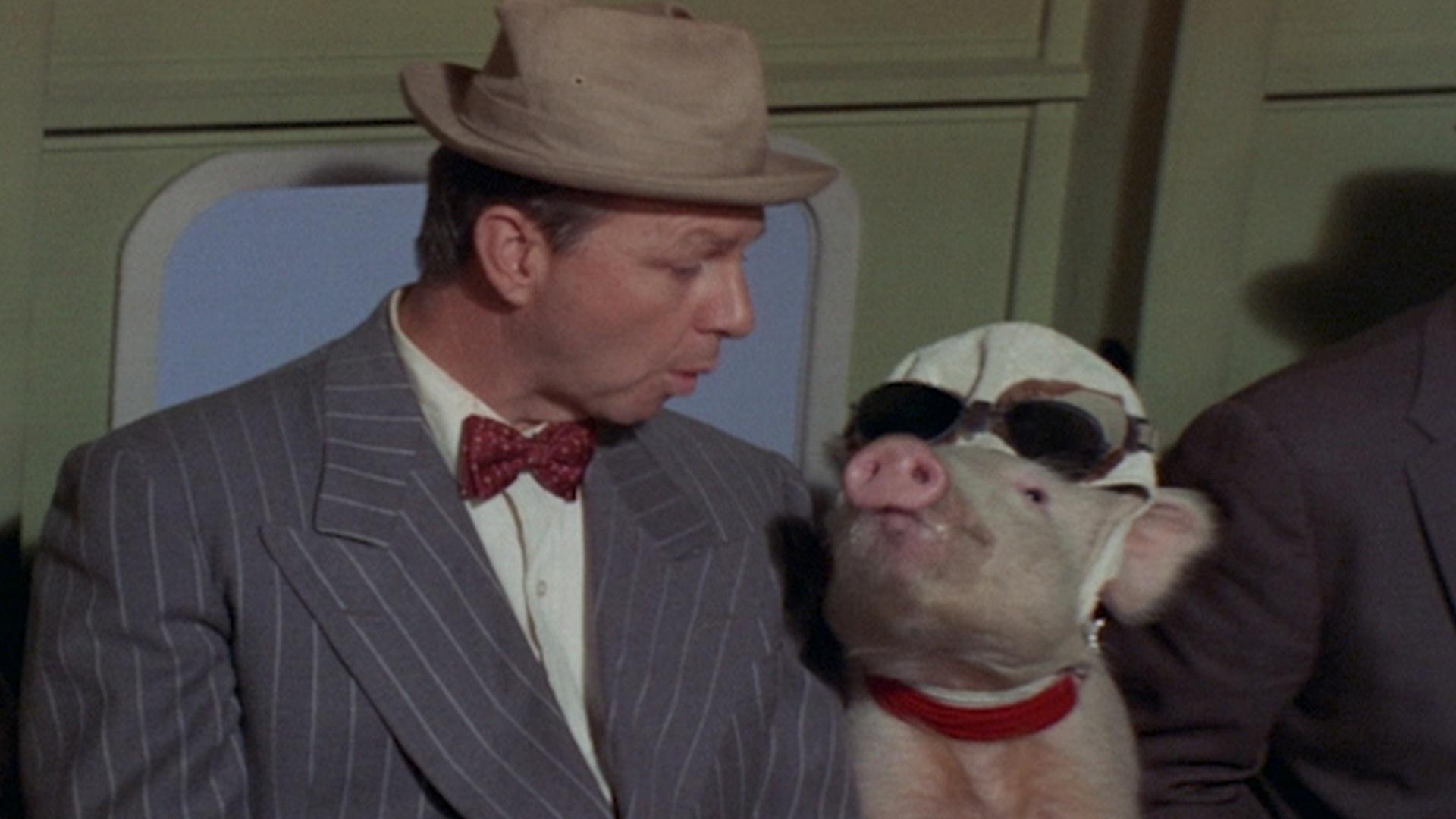 Watch Green Acres: S4E19 - Economy Flight to Washington on Philo (Free ...