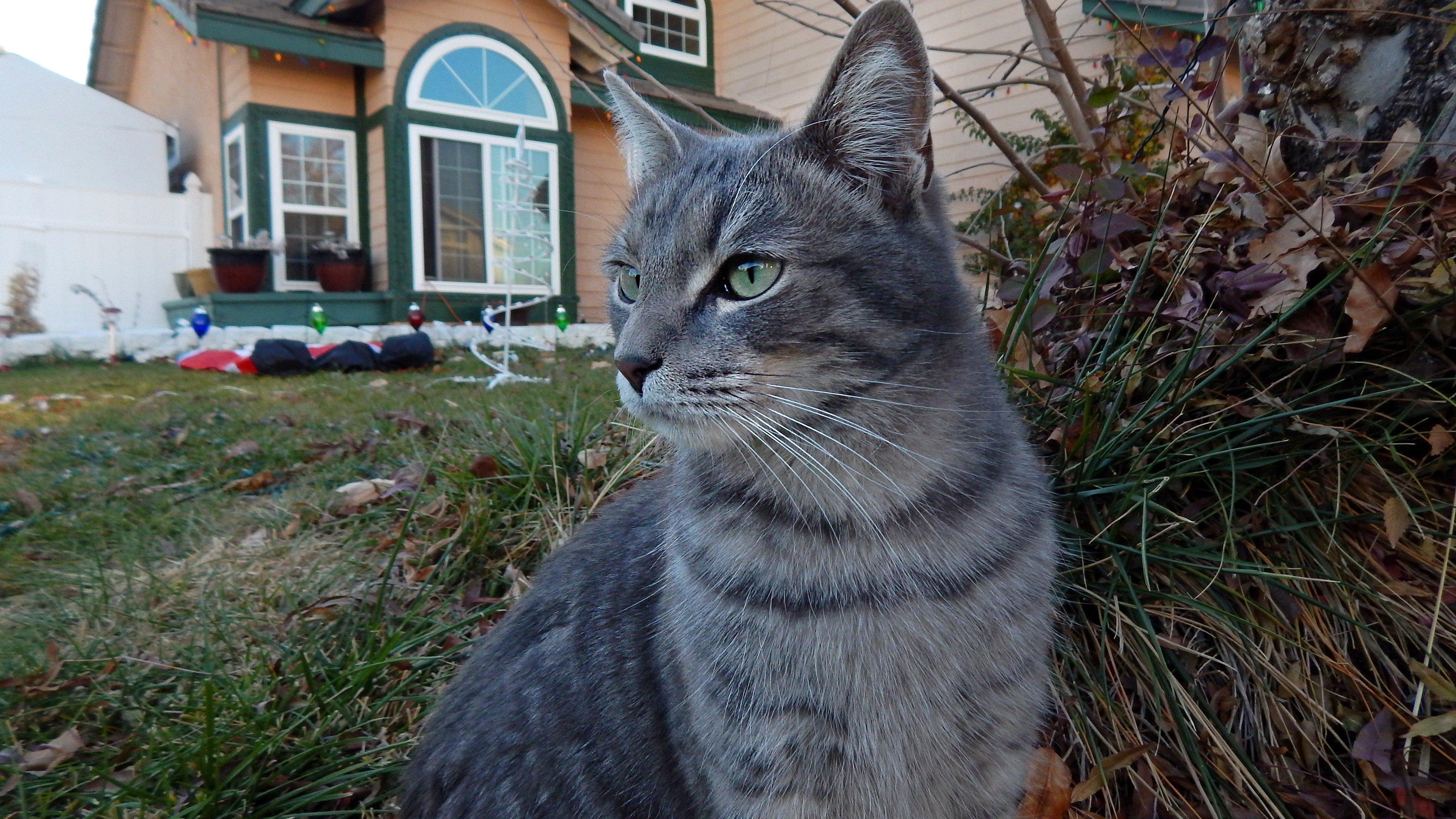 My Cat From Hell: Real Housecat of Orange County