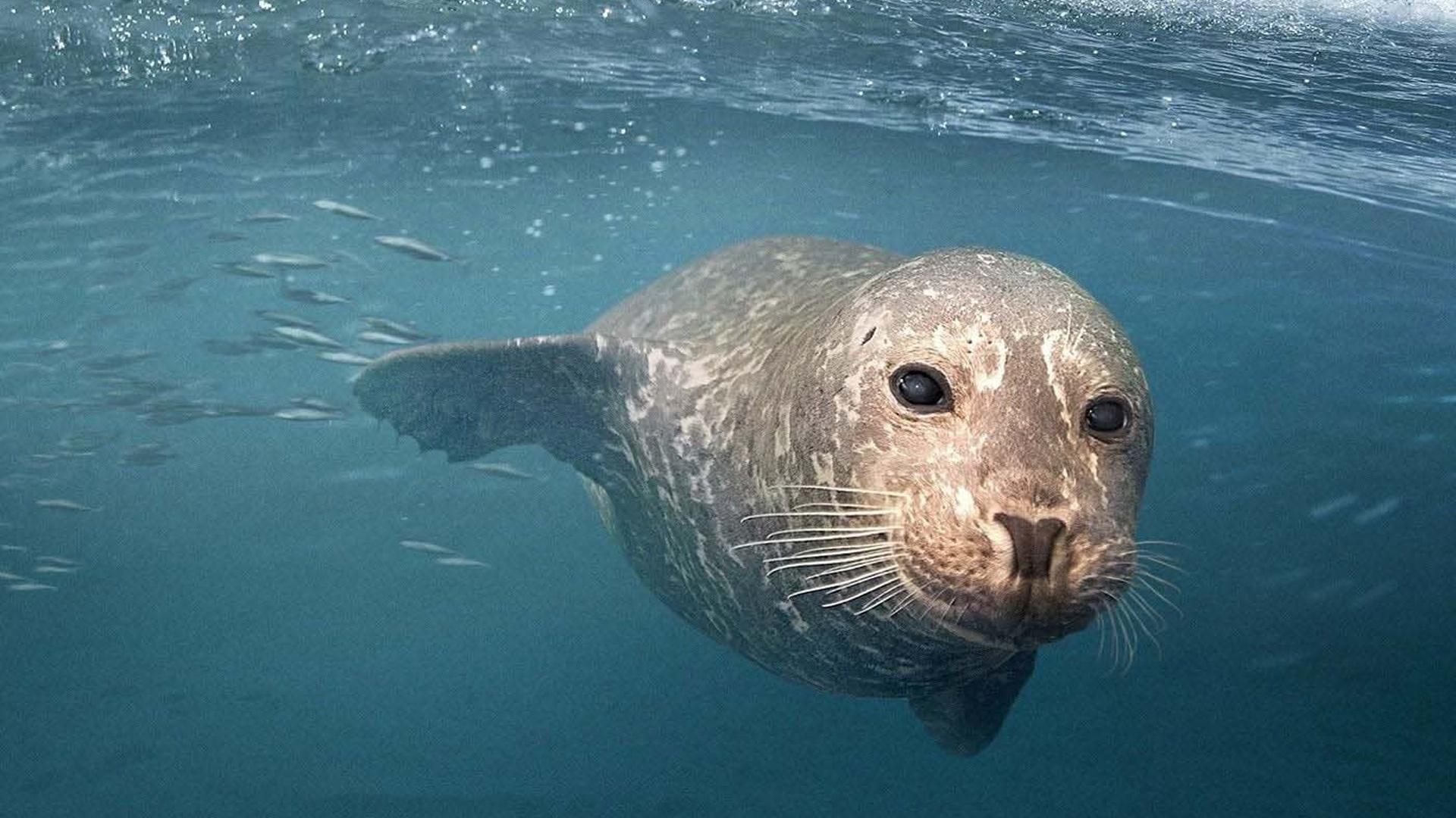 Secrets of the North Sea