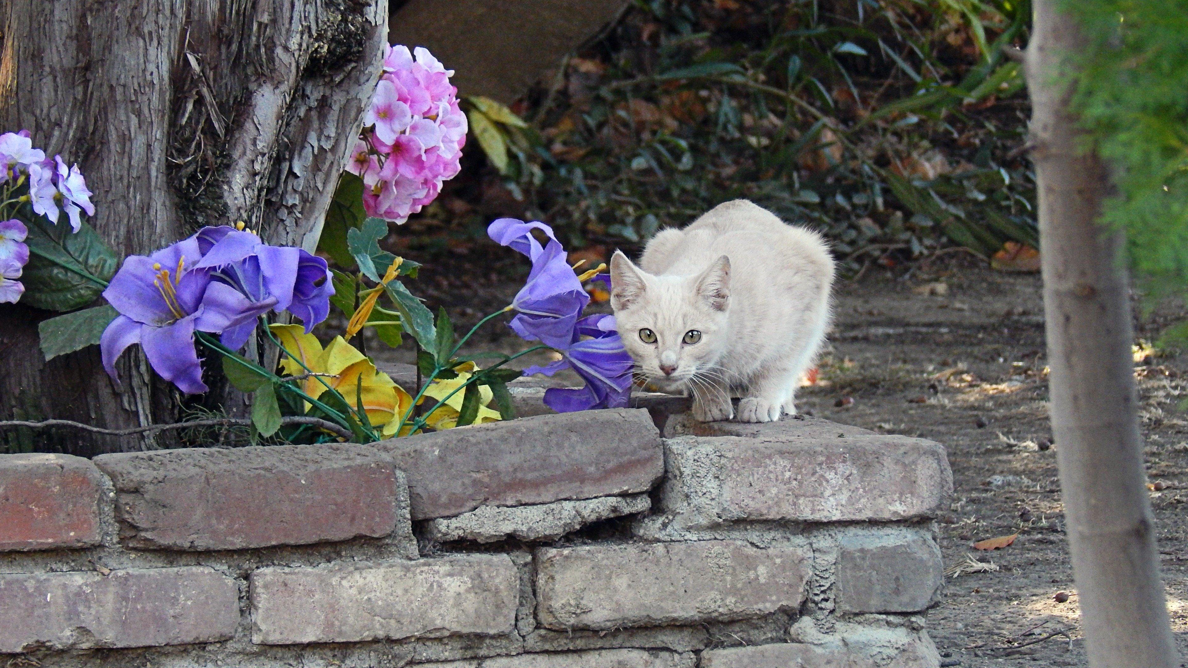 My Cat From Hell: Bad Cat Karma