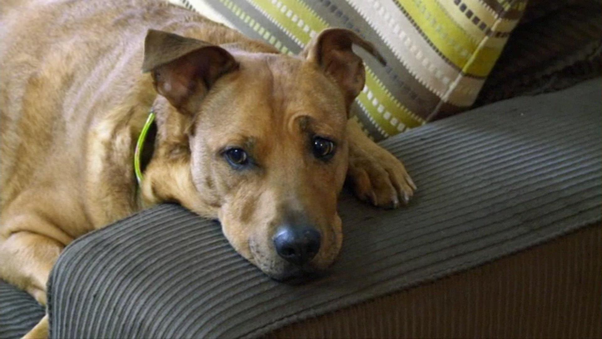 My Cat From Hell: Psychic Disconnect