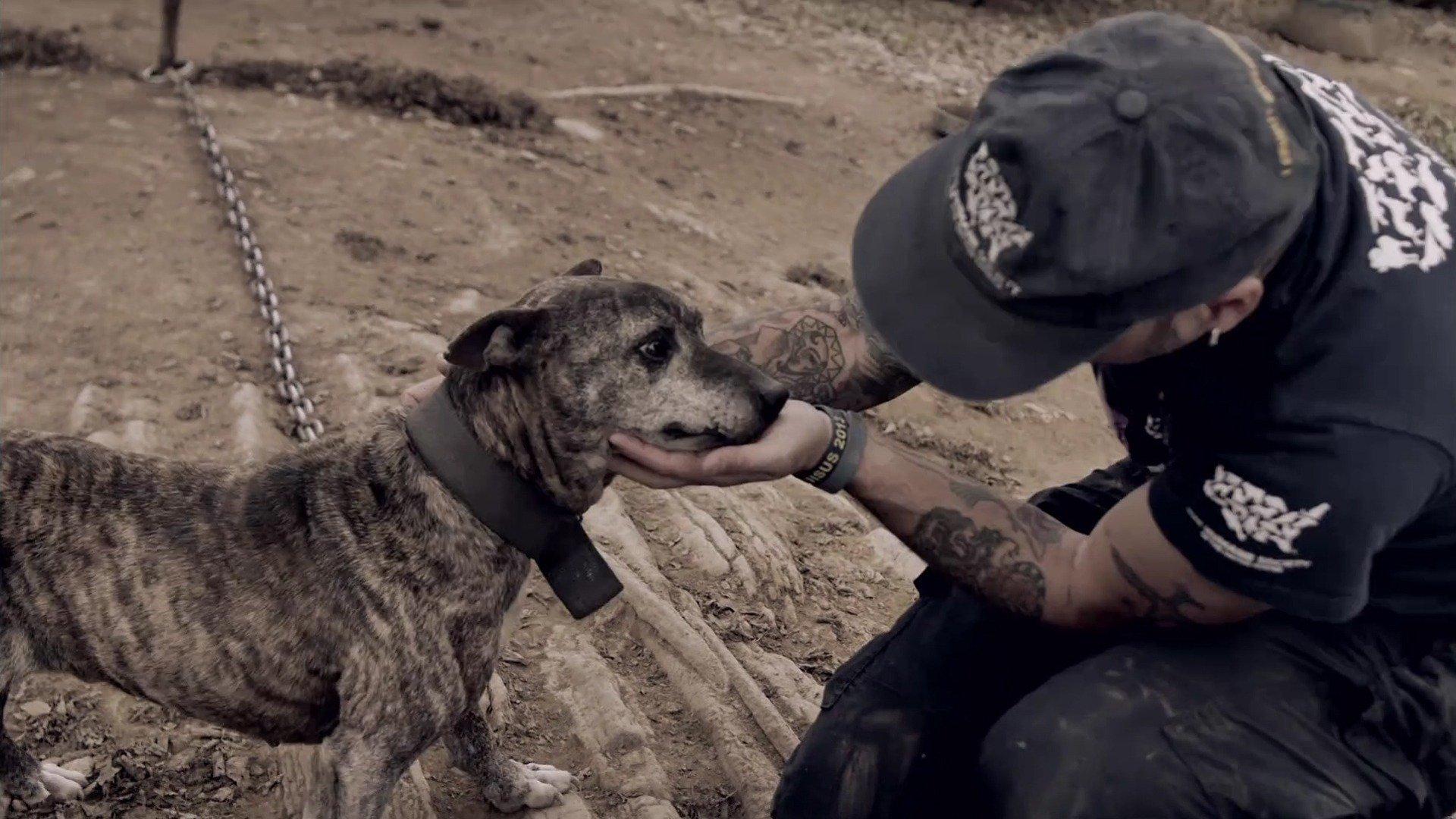 American Takedown: Dog Fighting