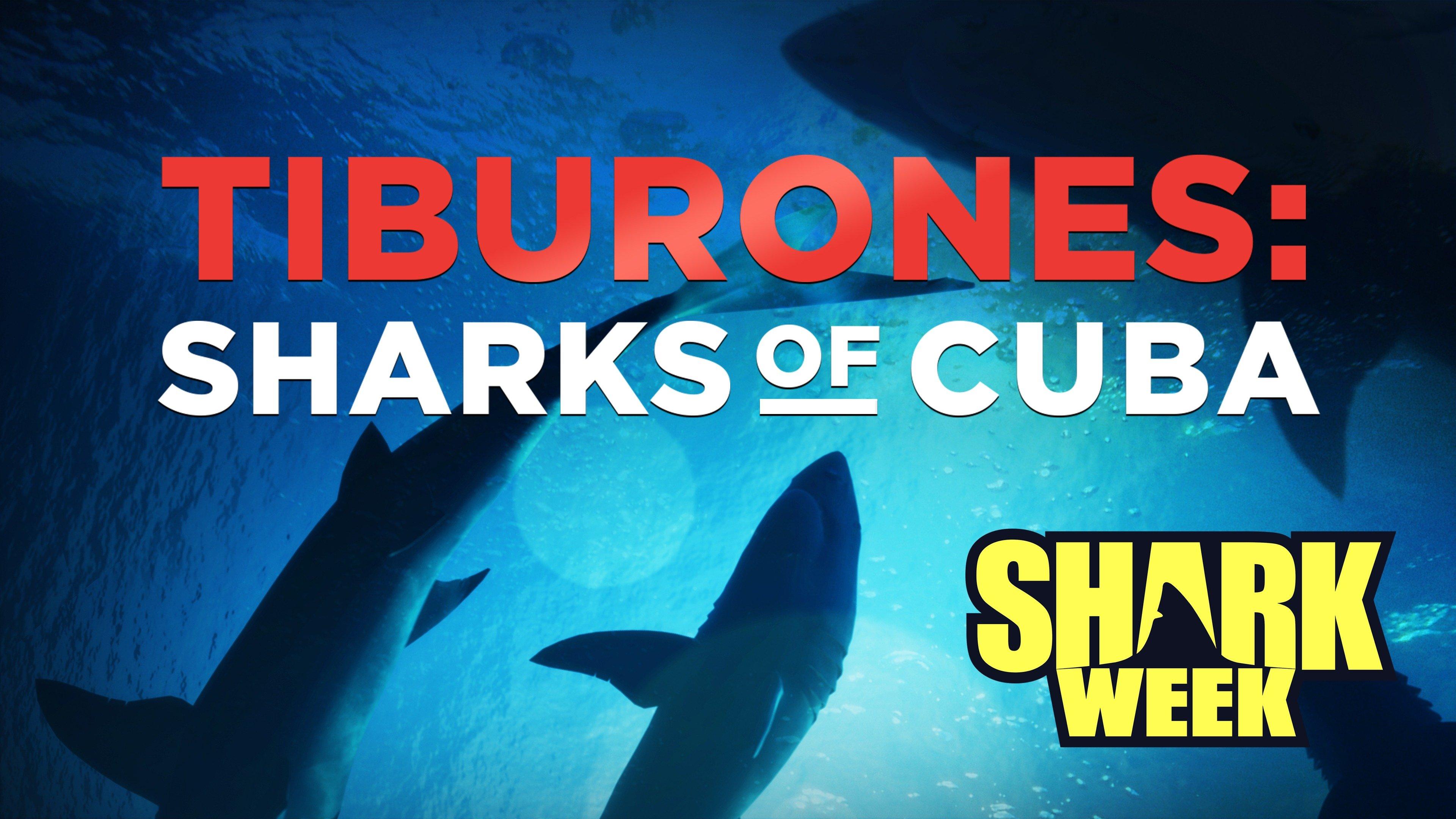 Watch Tiburones: Sharks of Cuba Streaming Online on Philo (Free Trial)