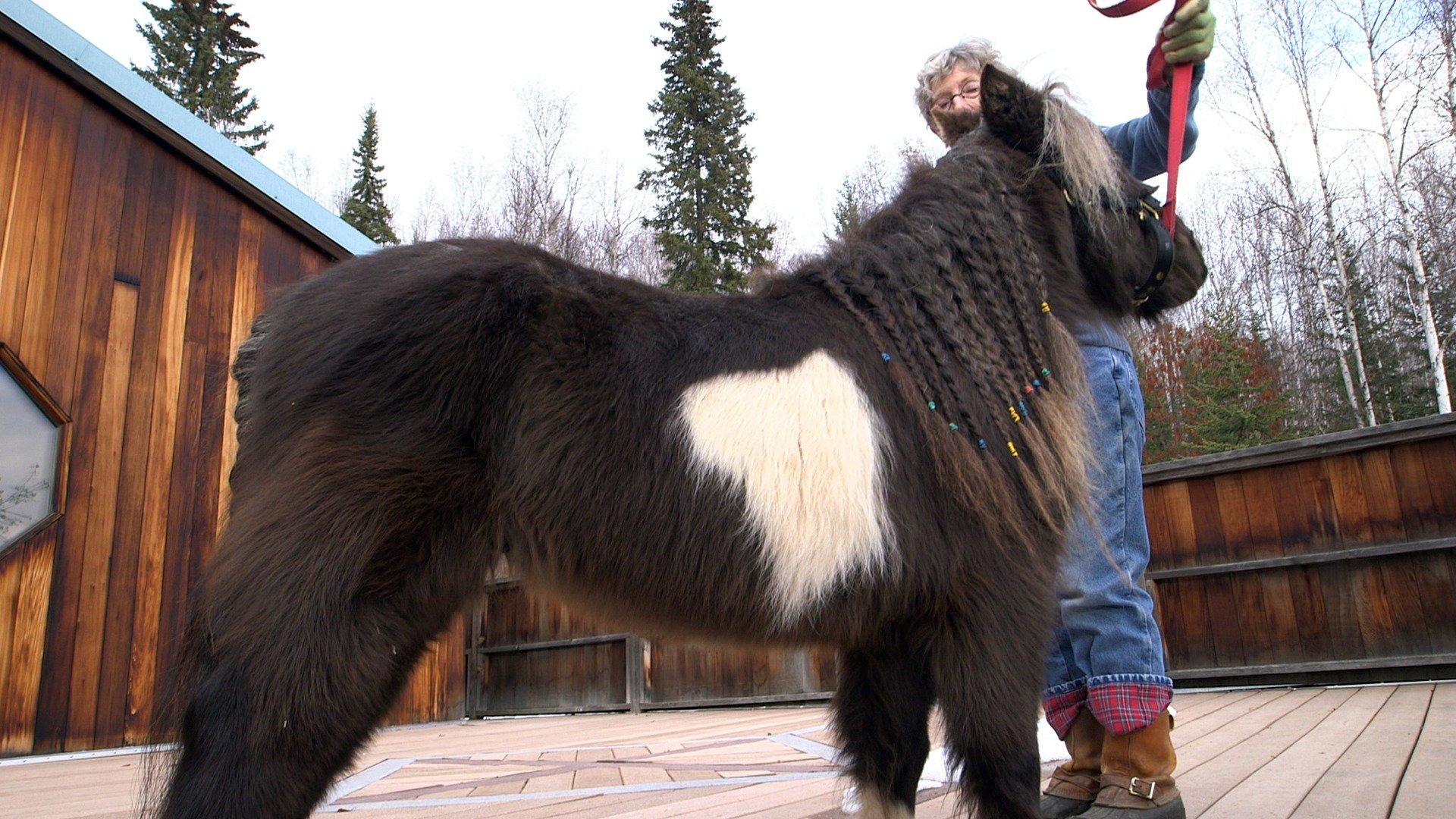 Watch Dr. Dee: Alaska Vet: S1E5 - Springing Into Action on Philo (Free ...