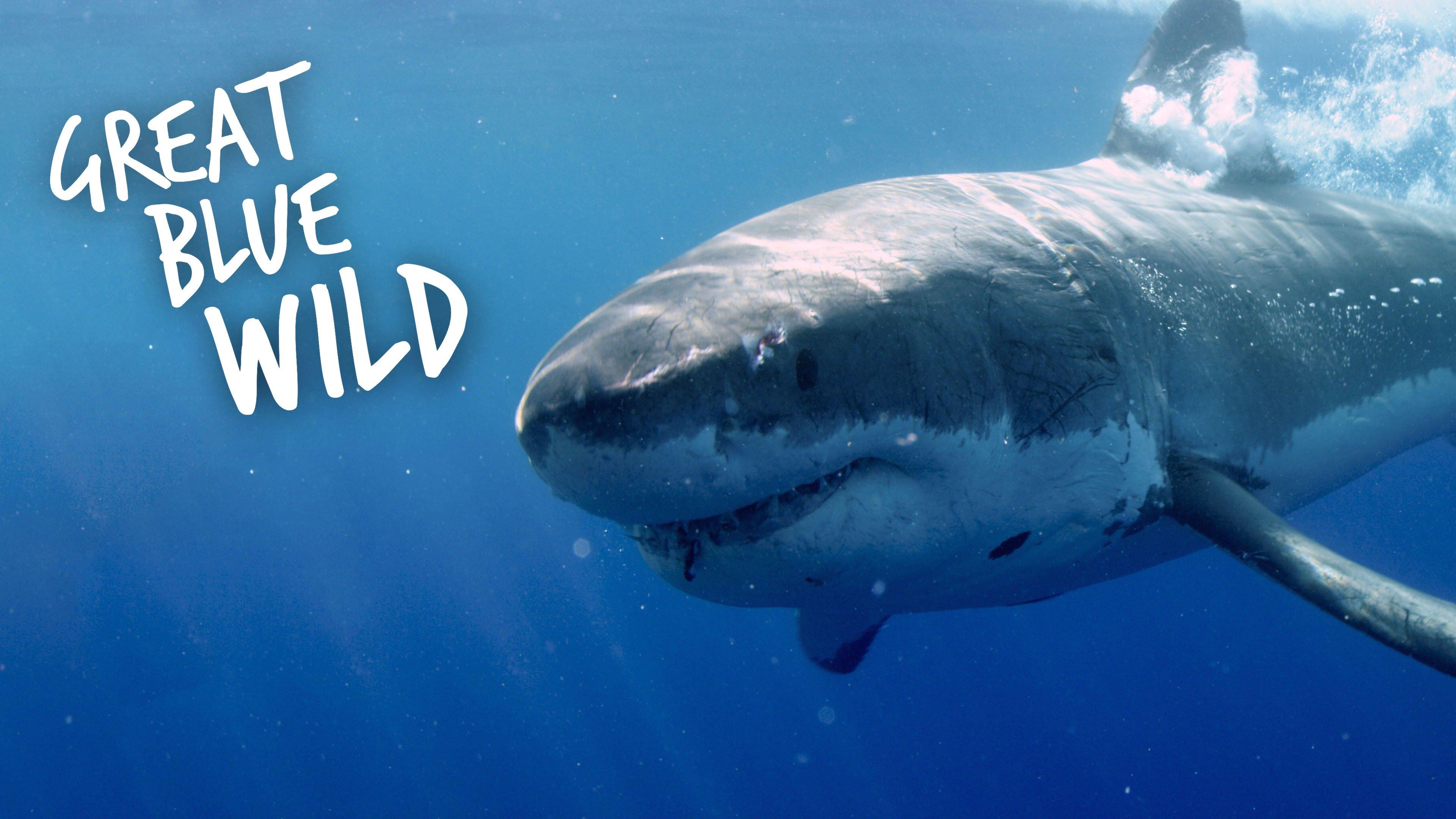 Watch Great Blue Wild Streaming Online on Philo (Free Trial)