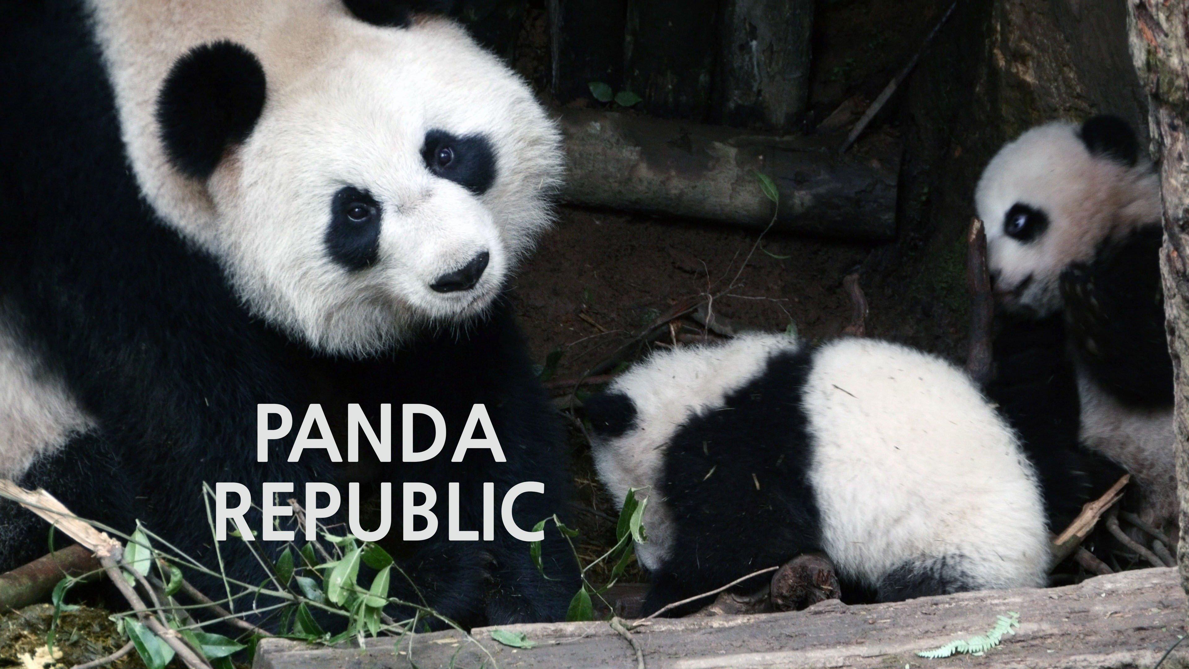 Watch Panda Republic Streaming Online on Philo (Free Trial)
