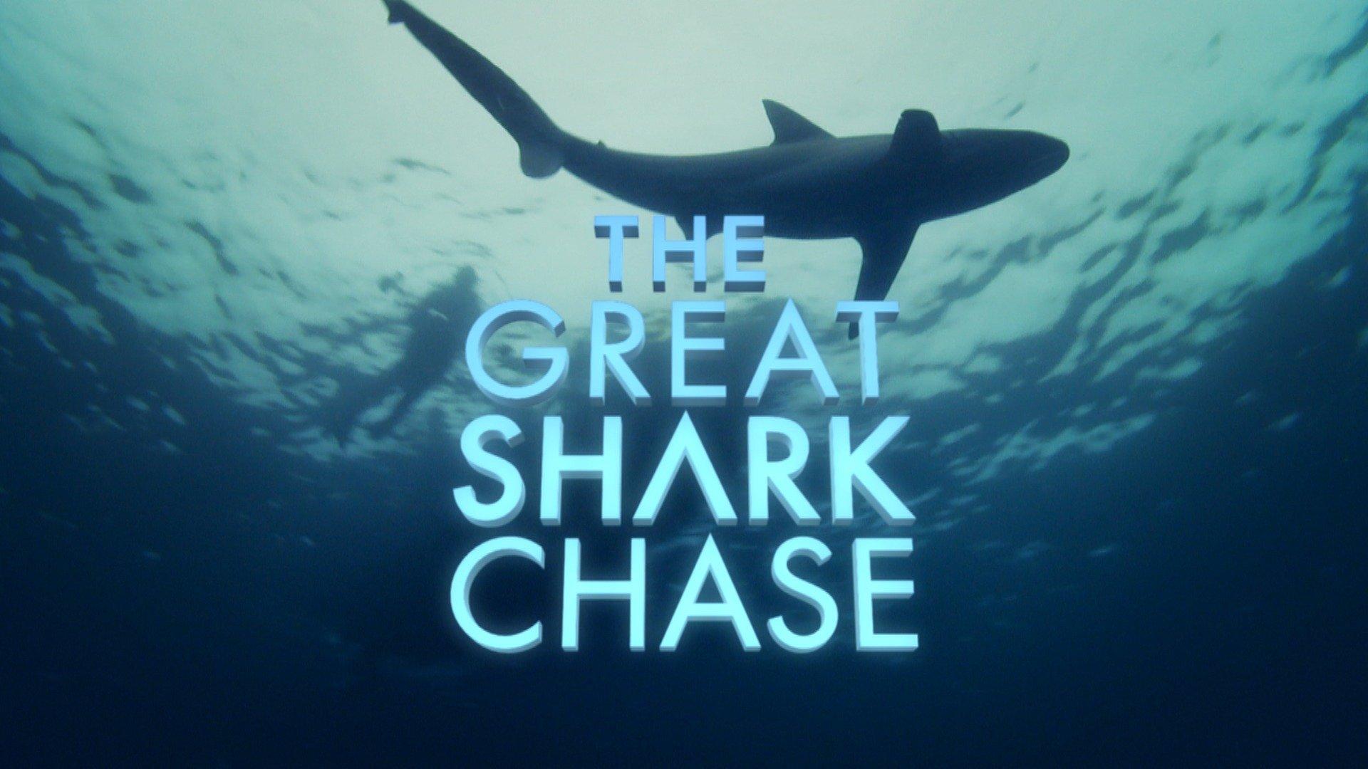 Watch The Great Shark Chase Streaming Online on Philo (Free Trial)