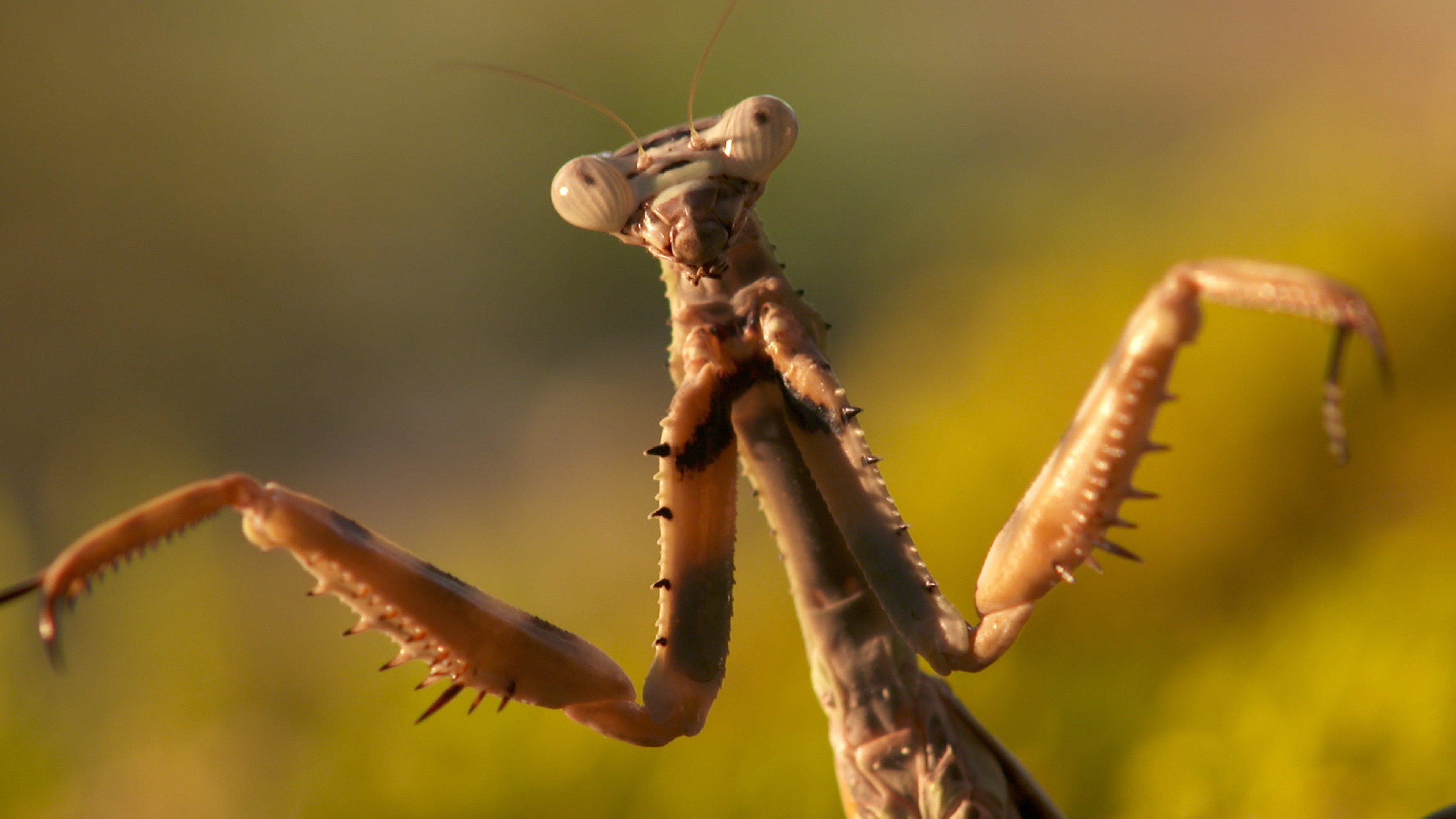Attack and Defend: Insect Eaters