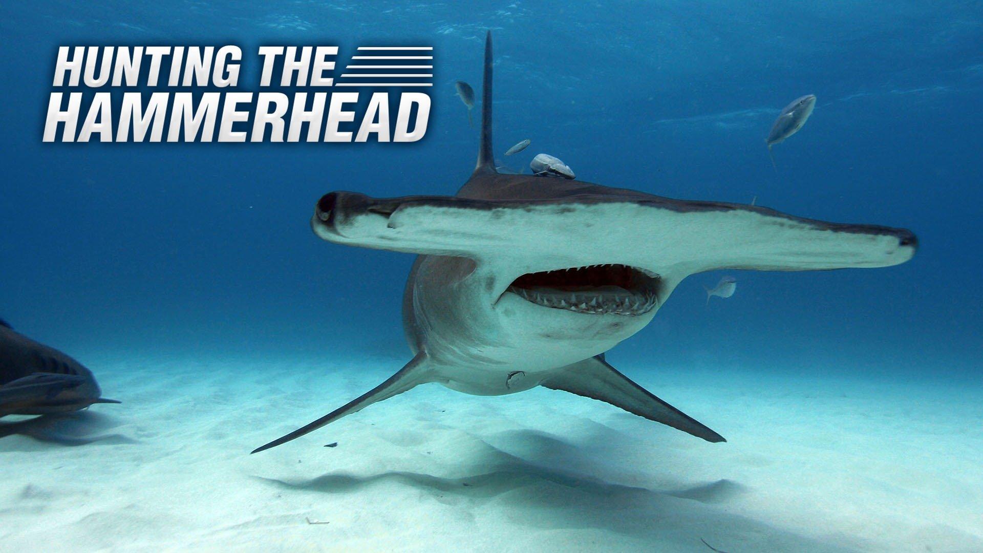 Watch Hunting the Hammerhead Streaming Online on Philo (Free Trial)
