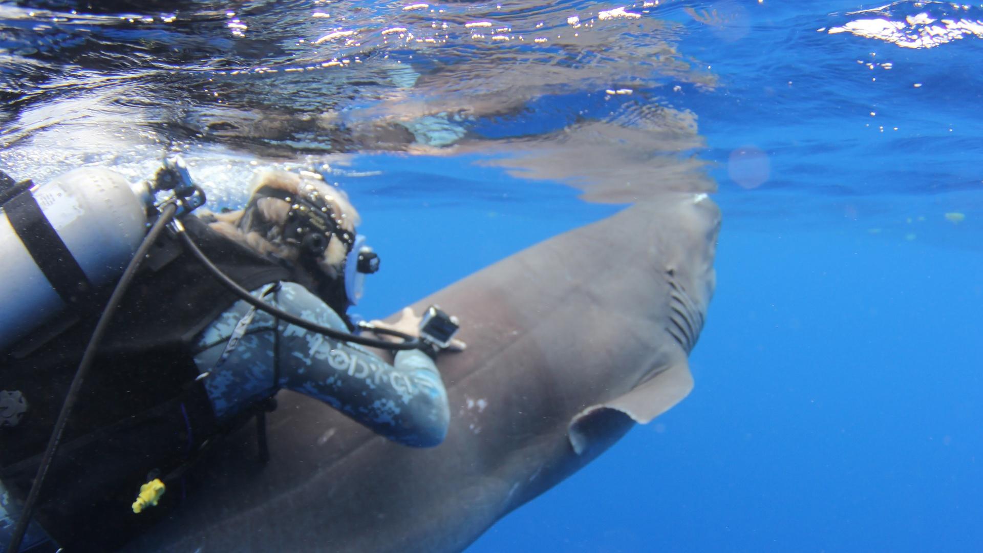Ocean Vet: The Sixgill Shark
