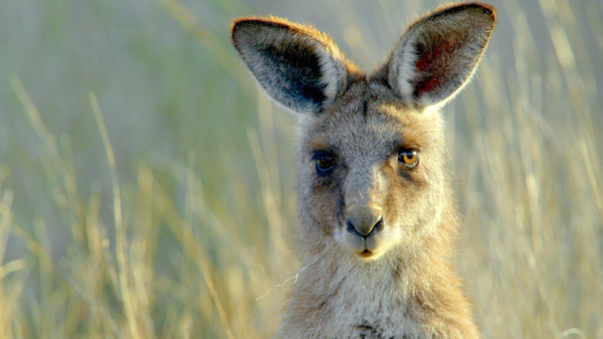 Secret Life of the Kangaroo: Mob Rules