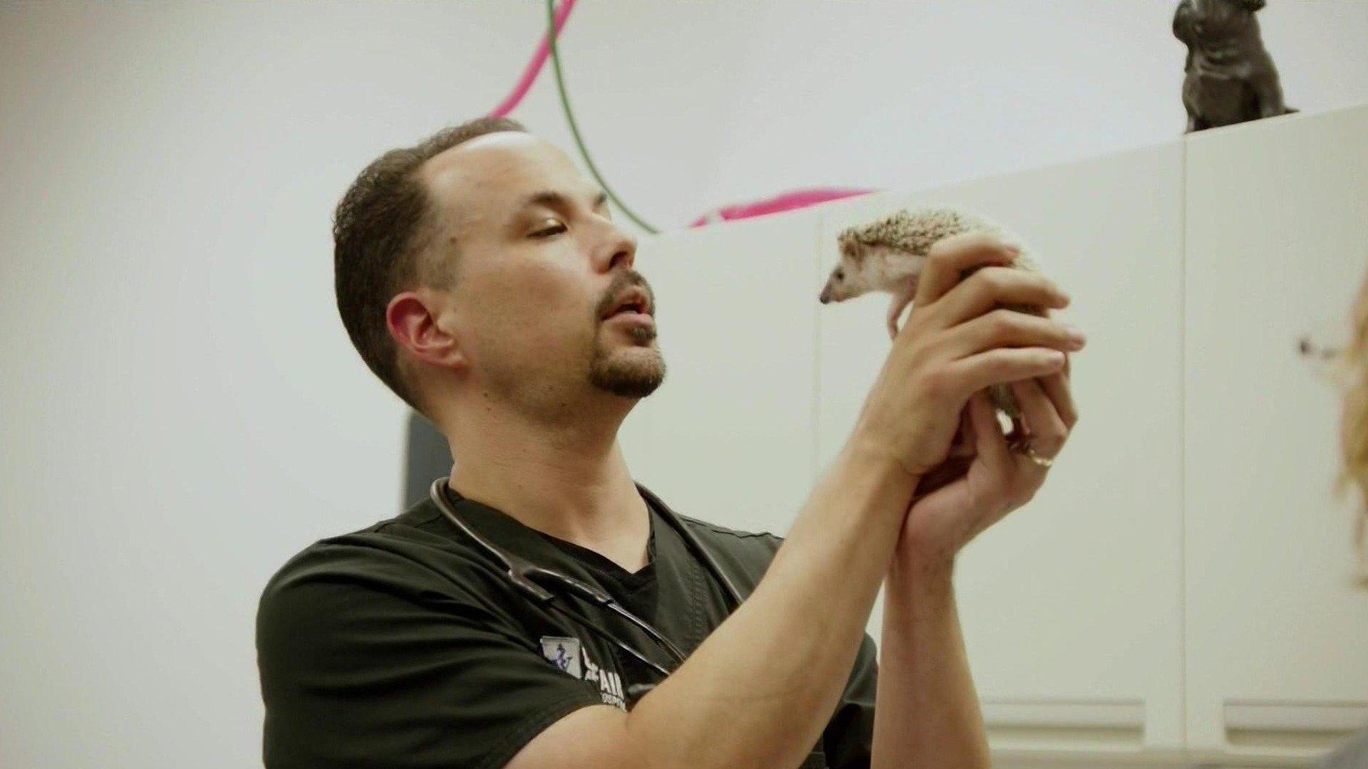 Watch The Vet Life: S1E5 - Hope for Hoppy on Philo (Free Trial)