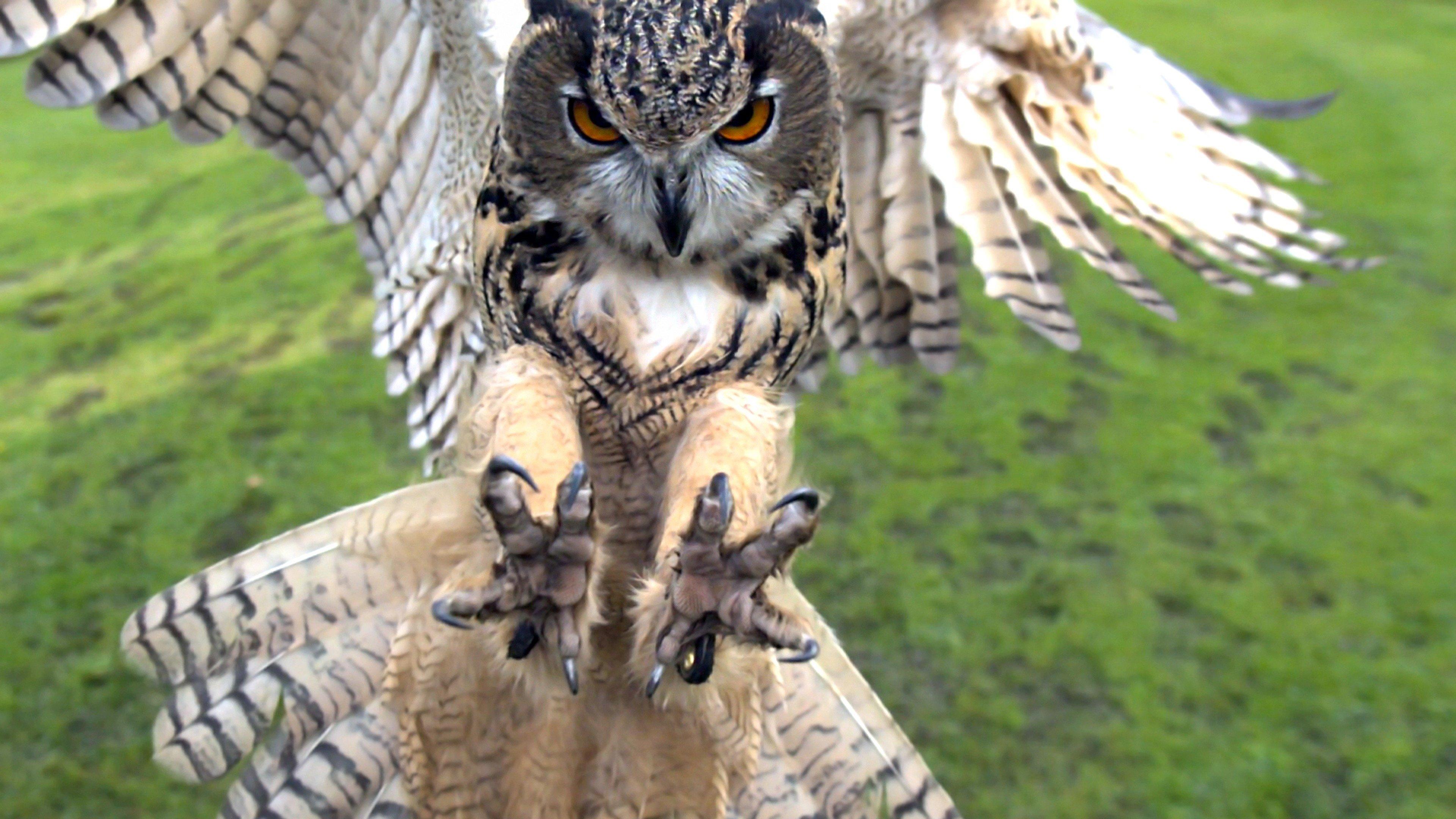 Watch Animal Armory: S1E1 - Teeth & Claws on Philo (Free Trial)