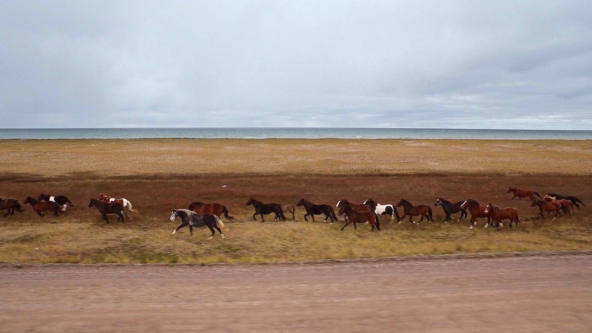 Wild Wild East: Horses of St. Pierre & Miquelon