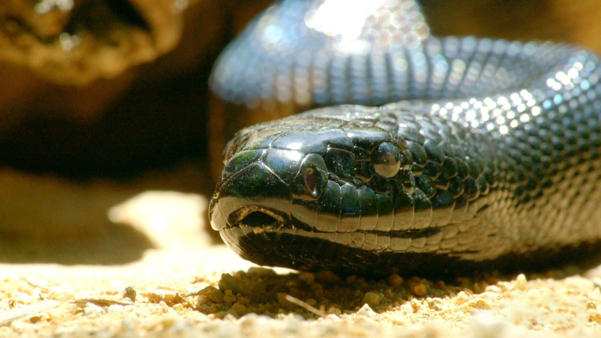Secrets of Wild Australia: Secret Life of Snakes