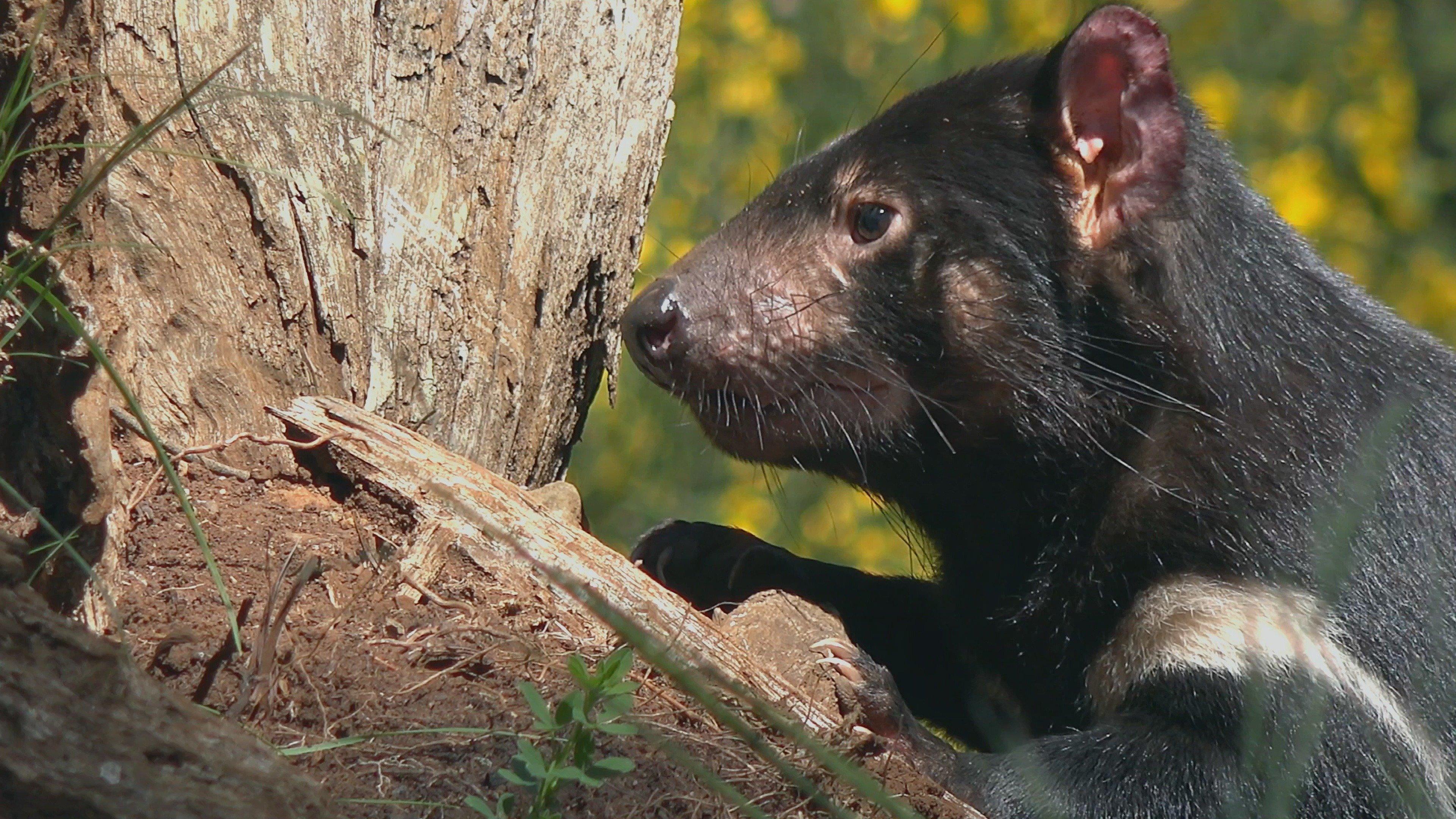 Secret Life of the Tasmanian Devil: Meet the Devils