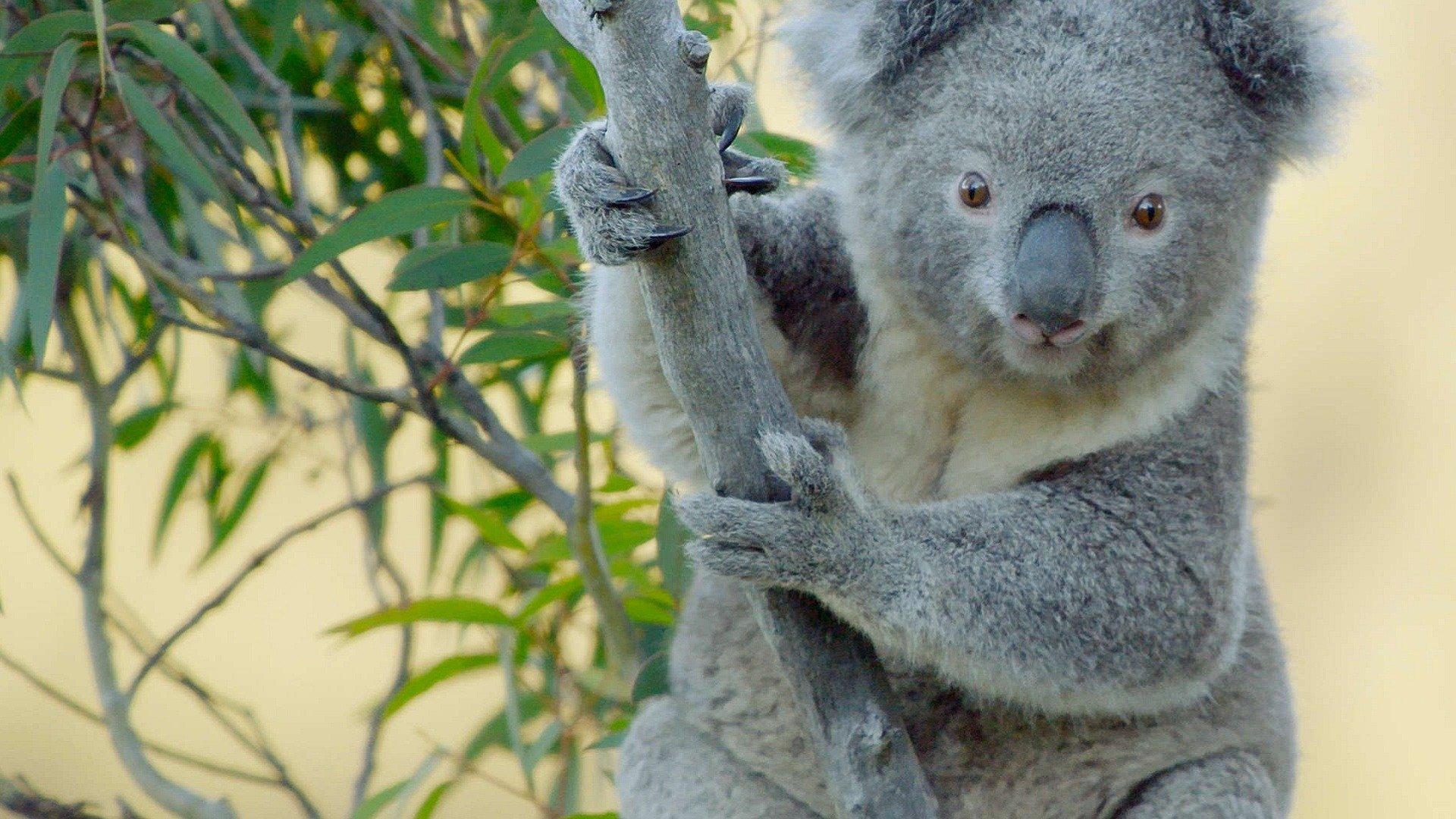 Secret Life of the Koala: Koala Country