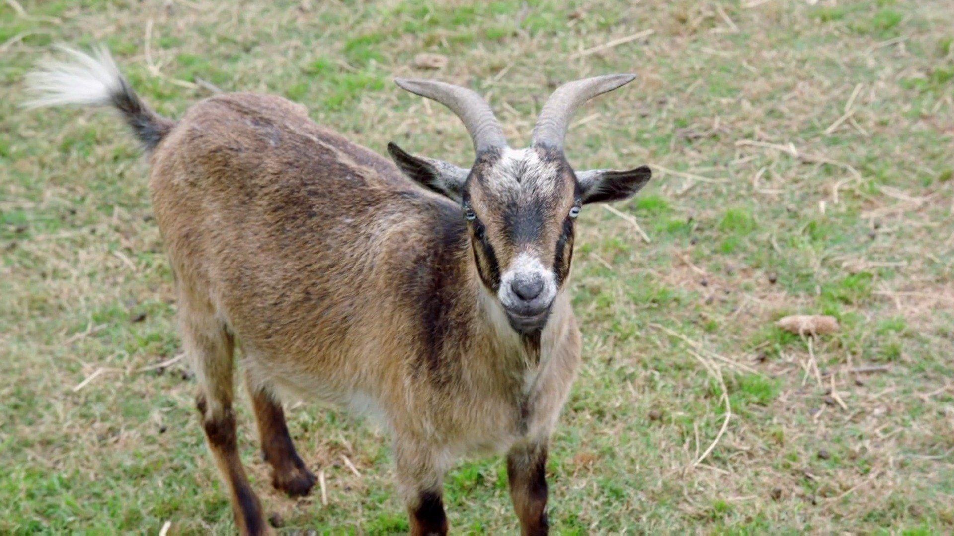 The Vet Life: Texas-Sized: No Goats, No Glory