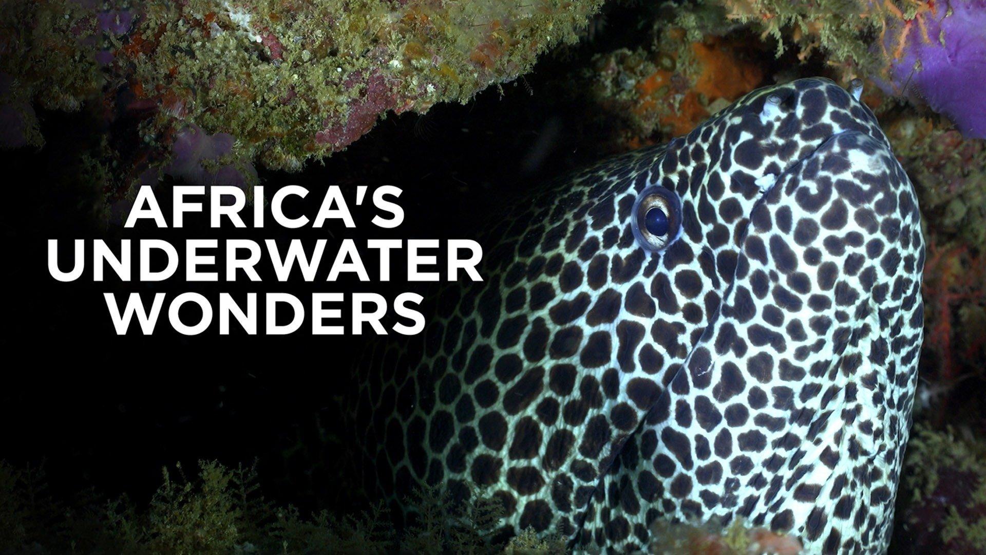Africa's Underwater Wonders