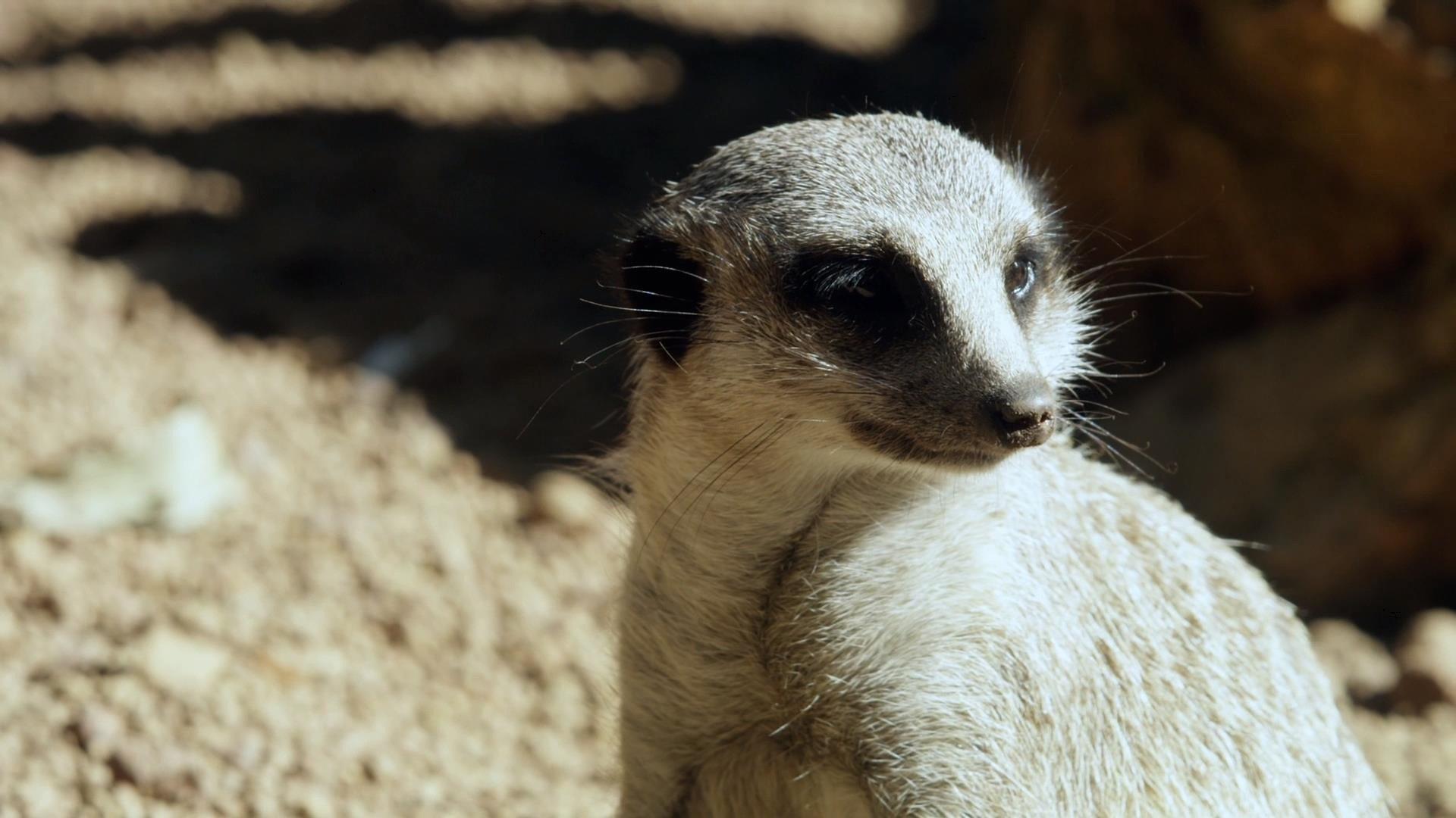 Baby Animals: The More the Merrier