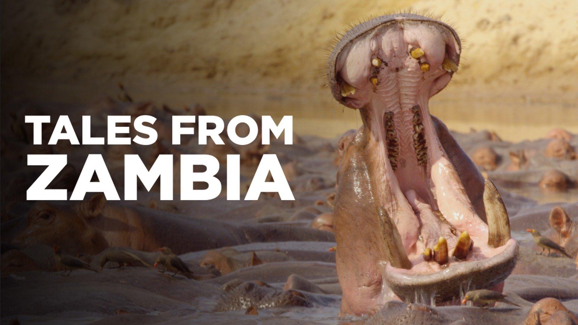 Watch Tales From Zambia Streaming Online on Philo (Free Trial)