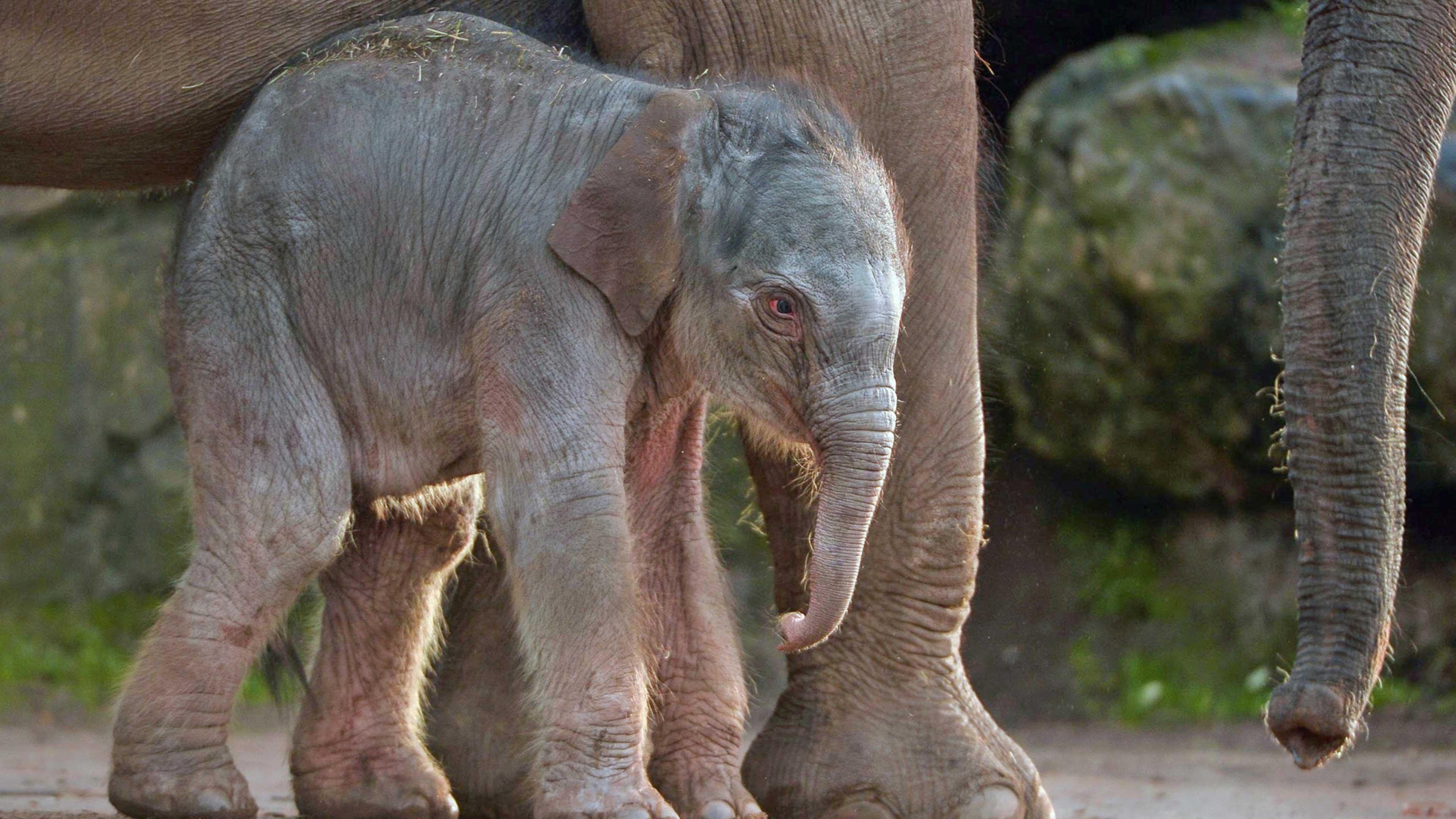 The Secret Life of the Zoo: Baby Elephant