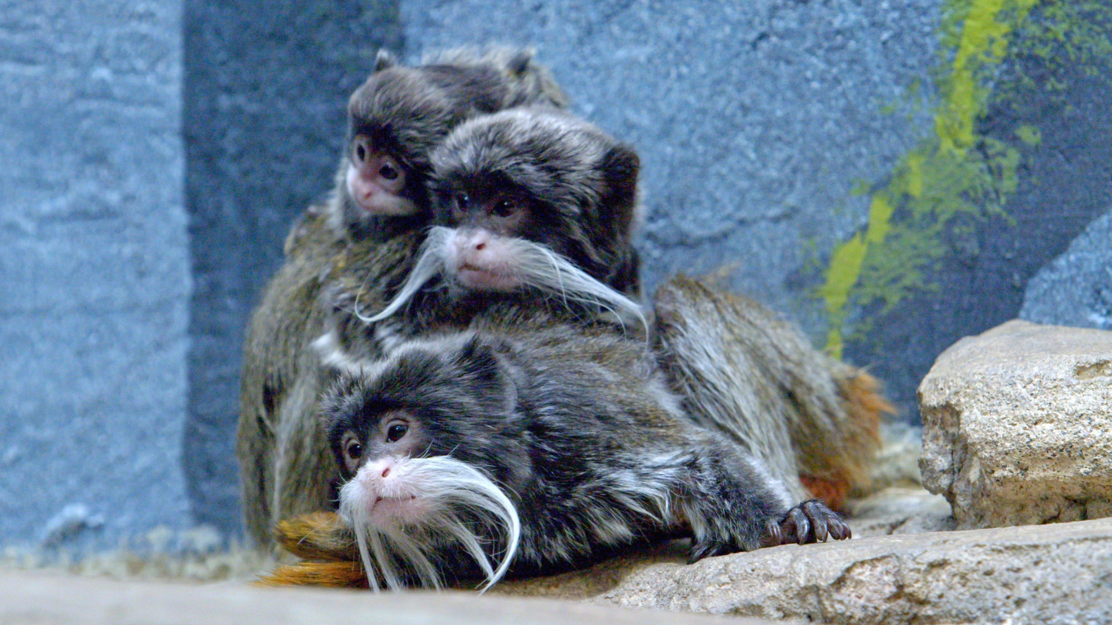 Baby Animals: Primate Families