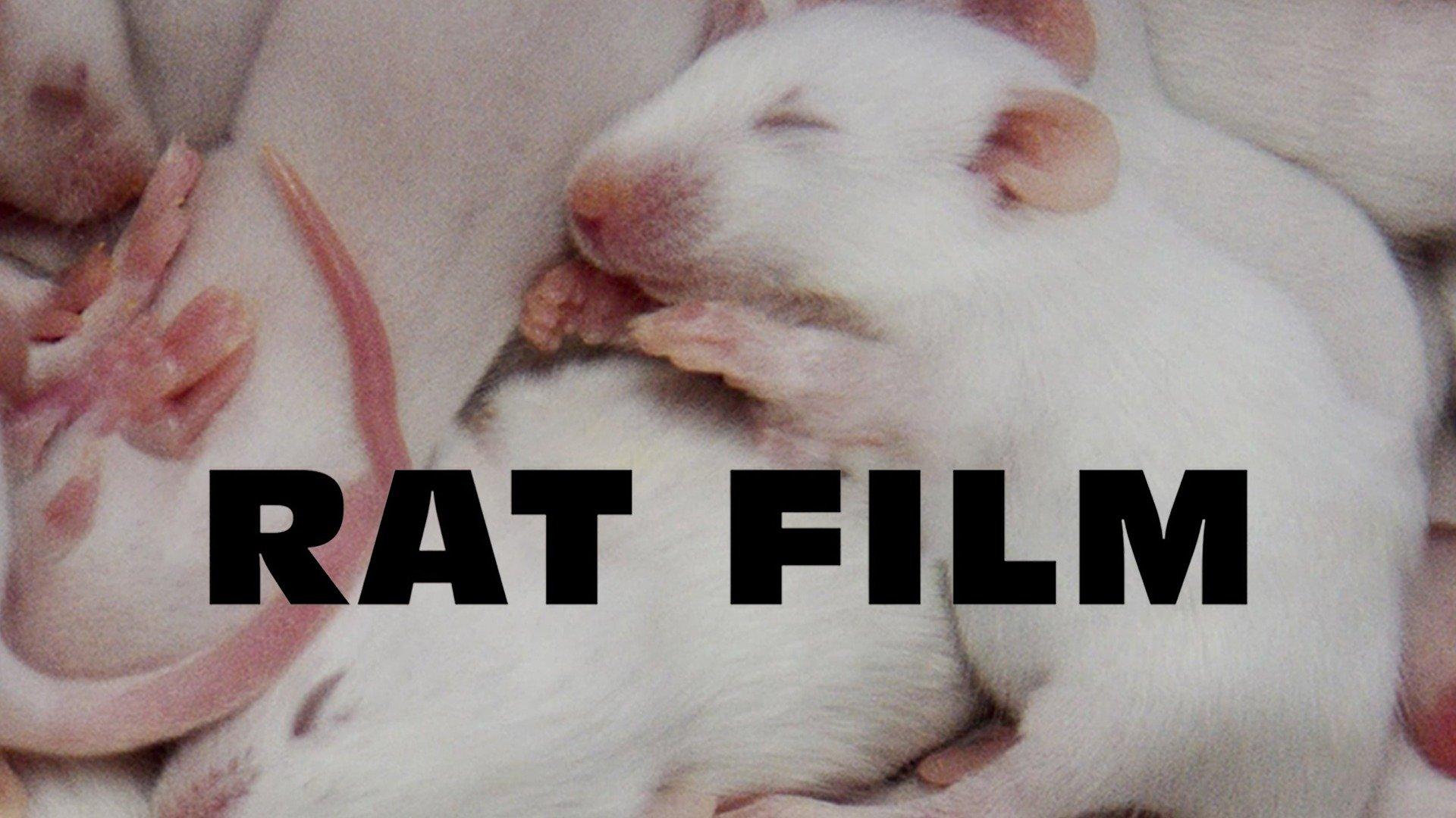Watch Rat Film Streaming Online on Philo (Free Trial)