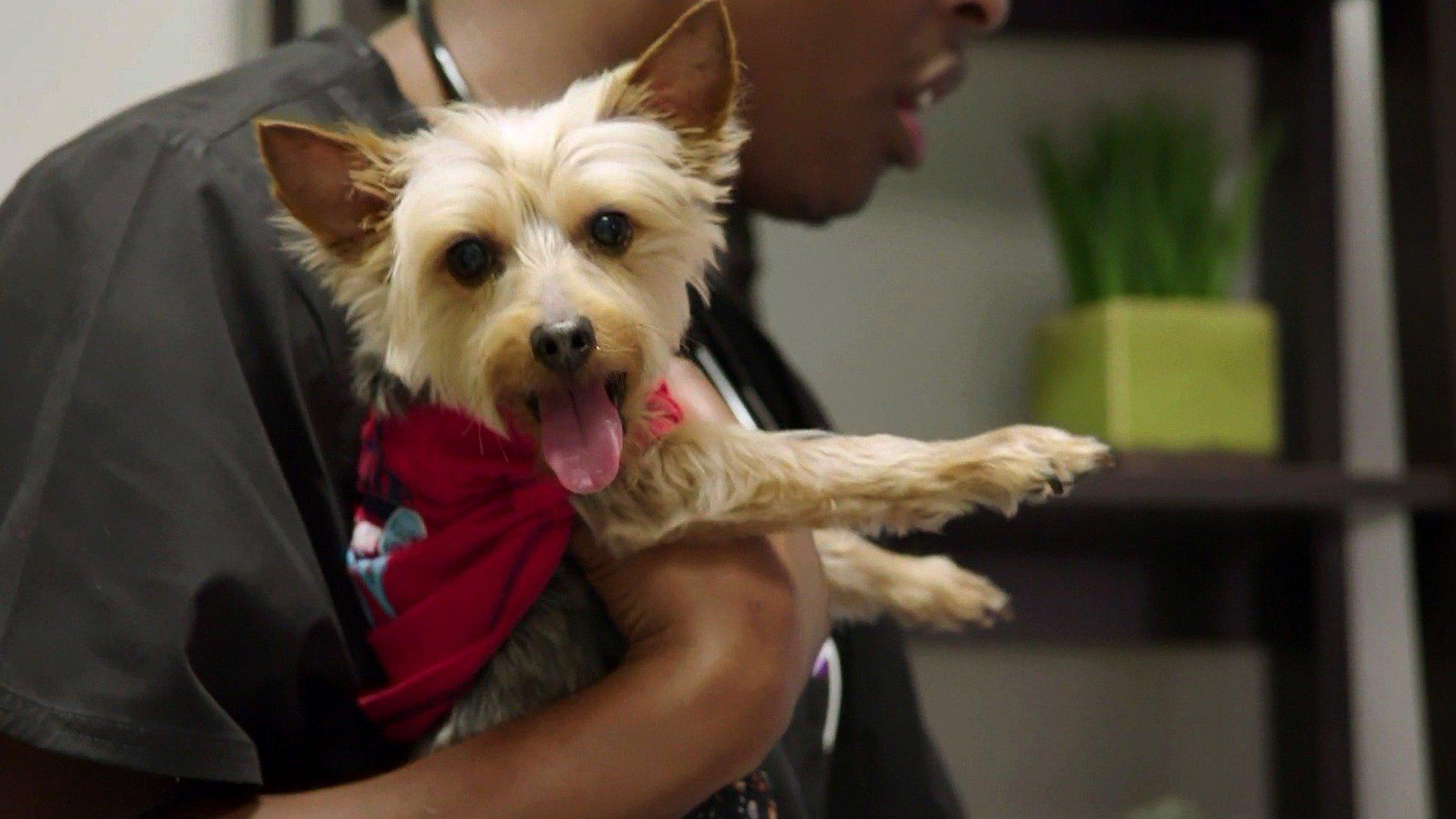 The Vet Life: Little Dog, Big Problem