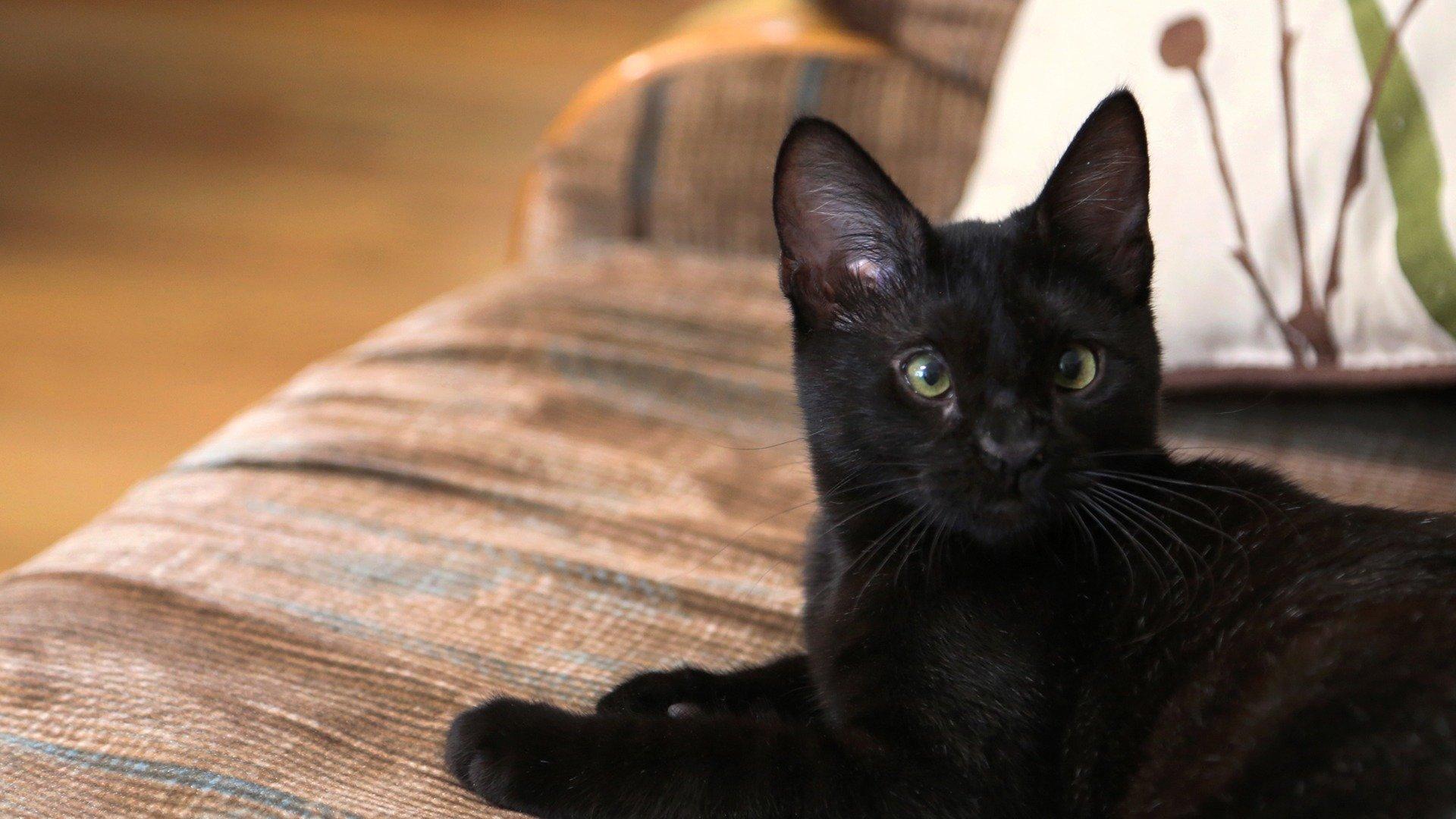 My Cat From Hell: Mojito Cat