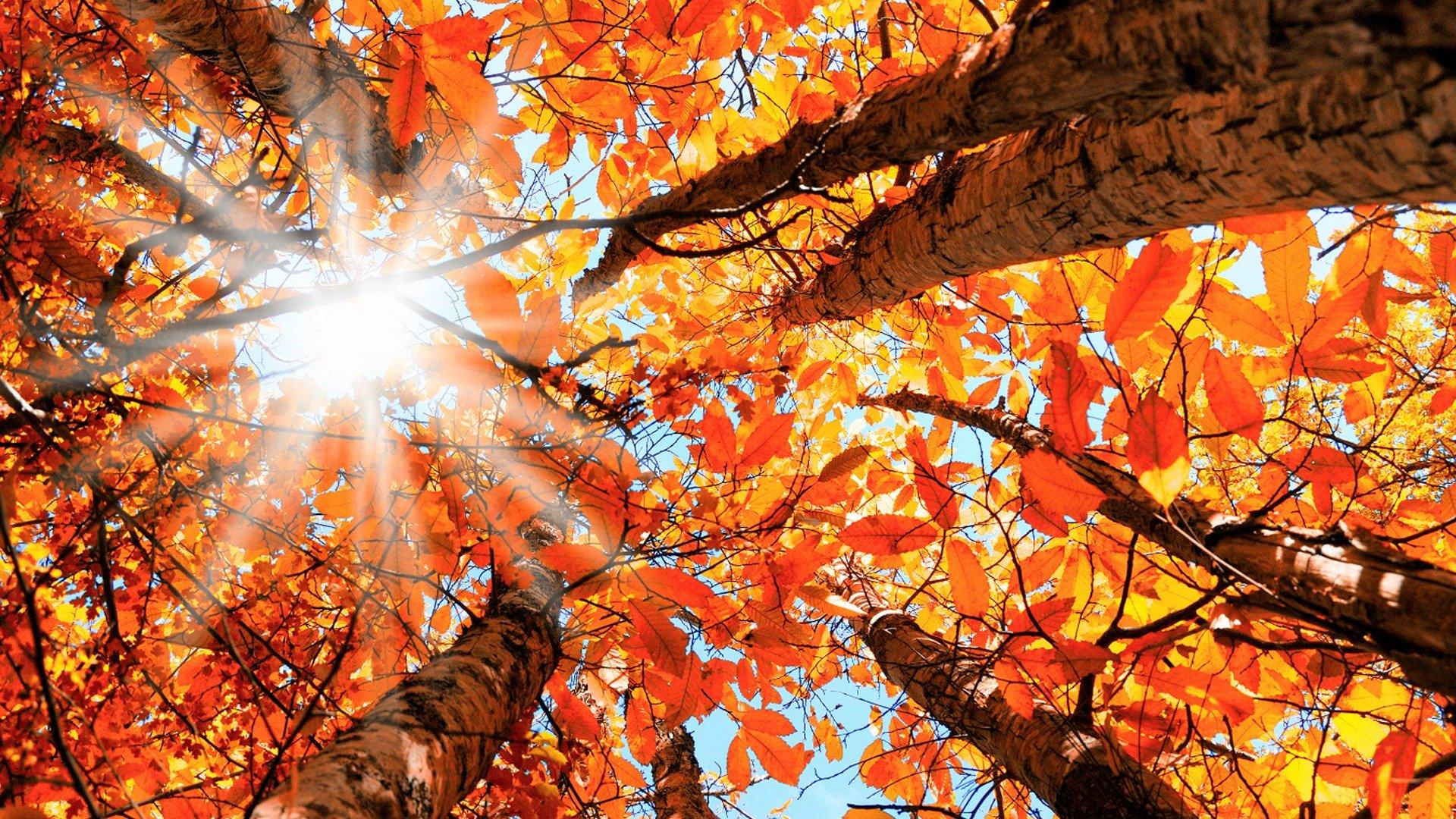 Watch Earth's Great Seasons: S1E3 - Autumn on Philo (Free Trial)