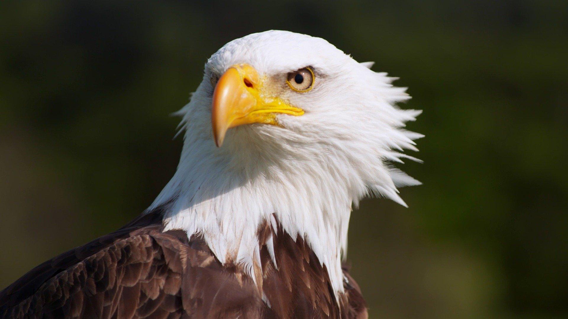 Watch Animal Senses: S1E1 - Humans Versus Animals on Philo (Free Trial)