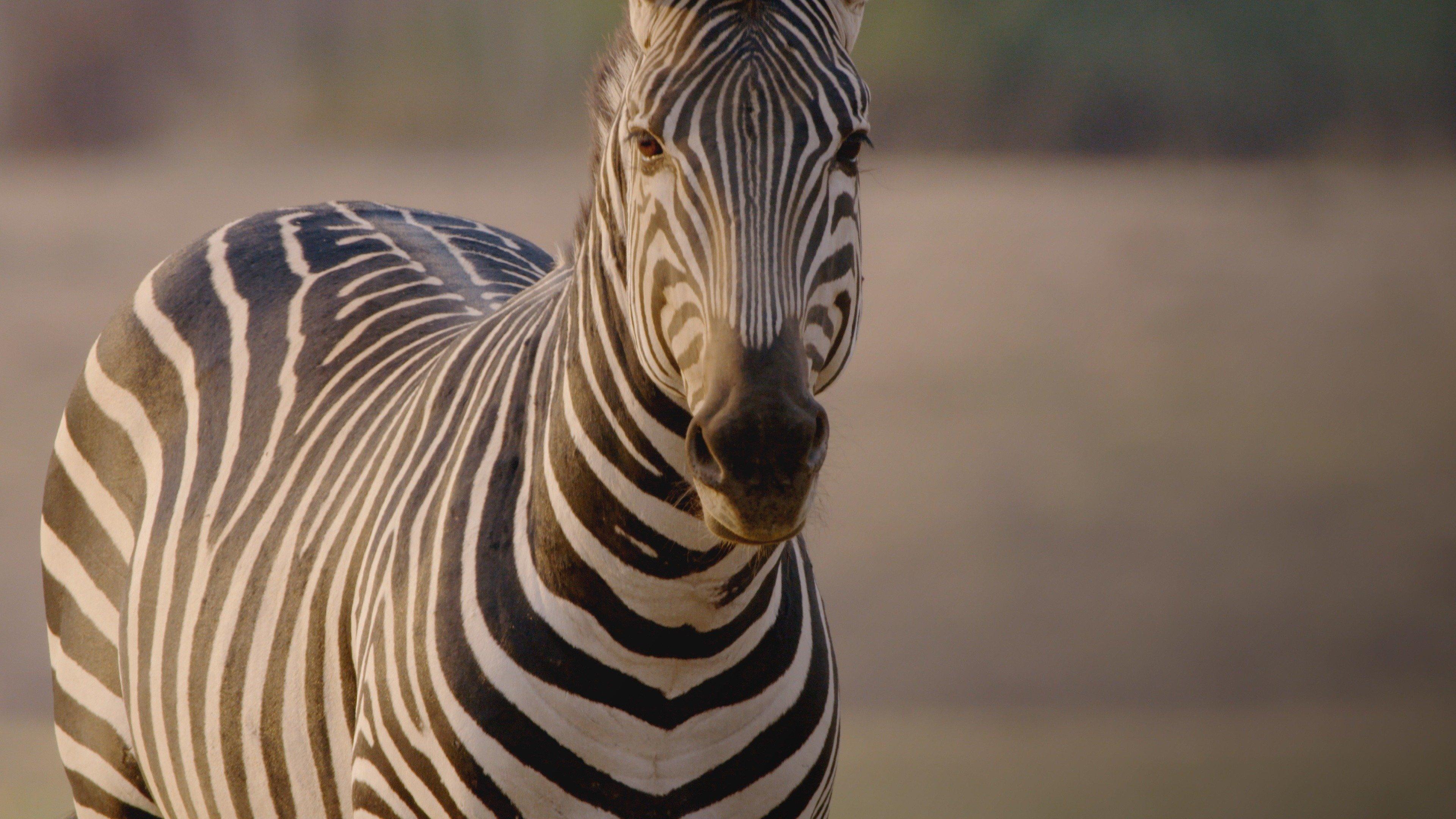 Valley of Flood and Fire: Emerald Season