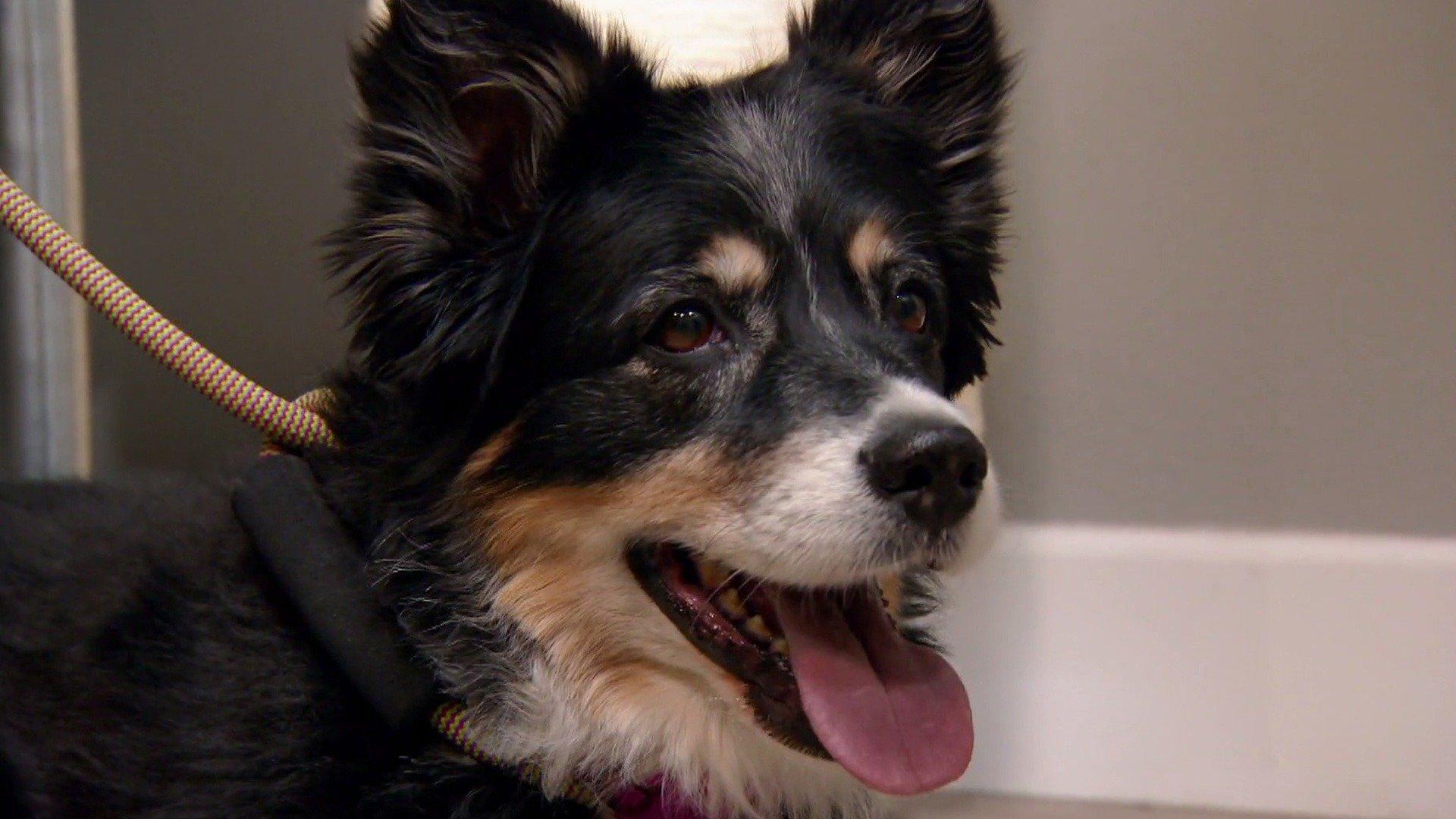 Dr. Jeff: Rocky Mountain Vet: Lily's Puppy Mill Rescue