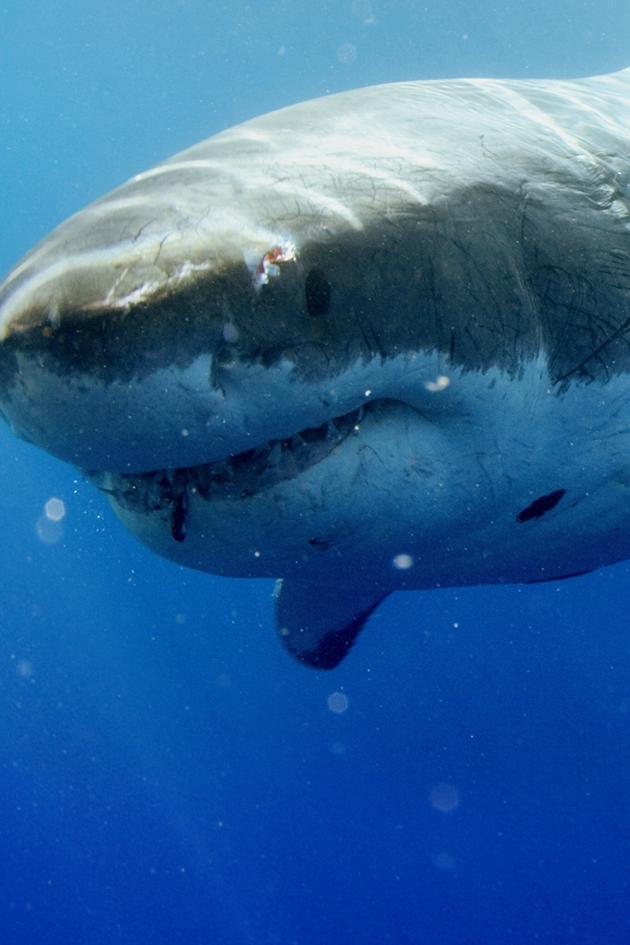 Watch Shark Squad Streaming Online on Philo (Free Trial)