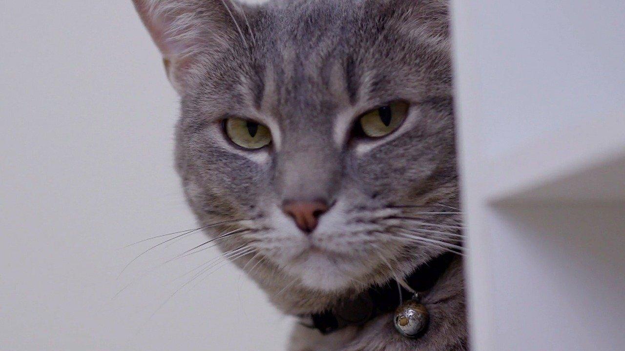Watch Cat vs. Dog: S1E6 - My Daughter's Cat Is A Bully! on Philo (Free ...